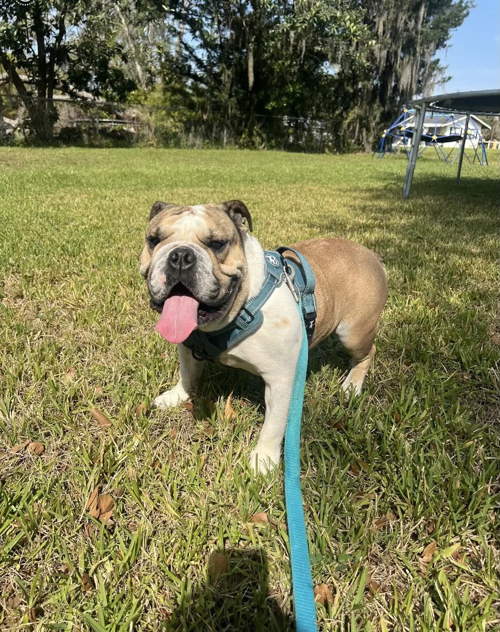 Available Bulldogs for Adoption | Florida Bulldog Rescue ...