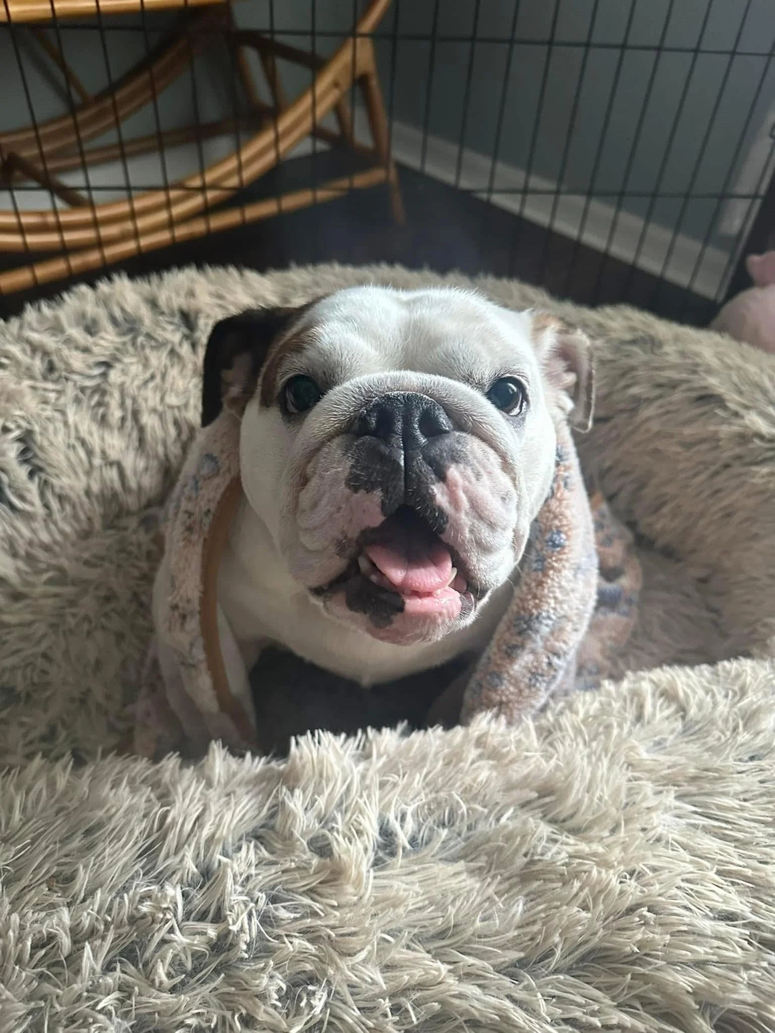 Available Bulldogs for Adoption | Florida Bulldog Rescue ...