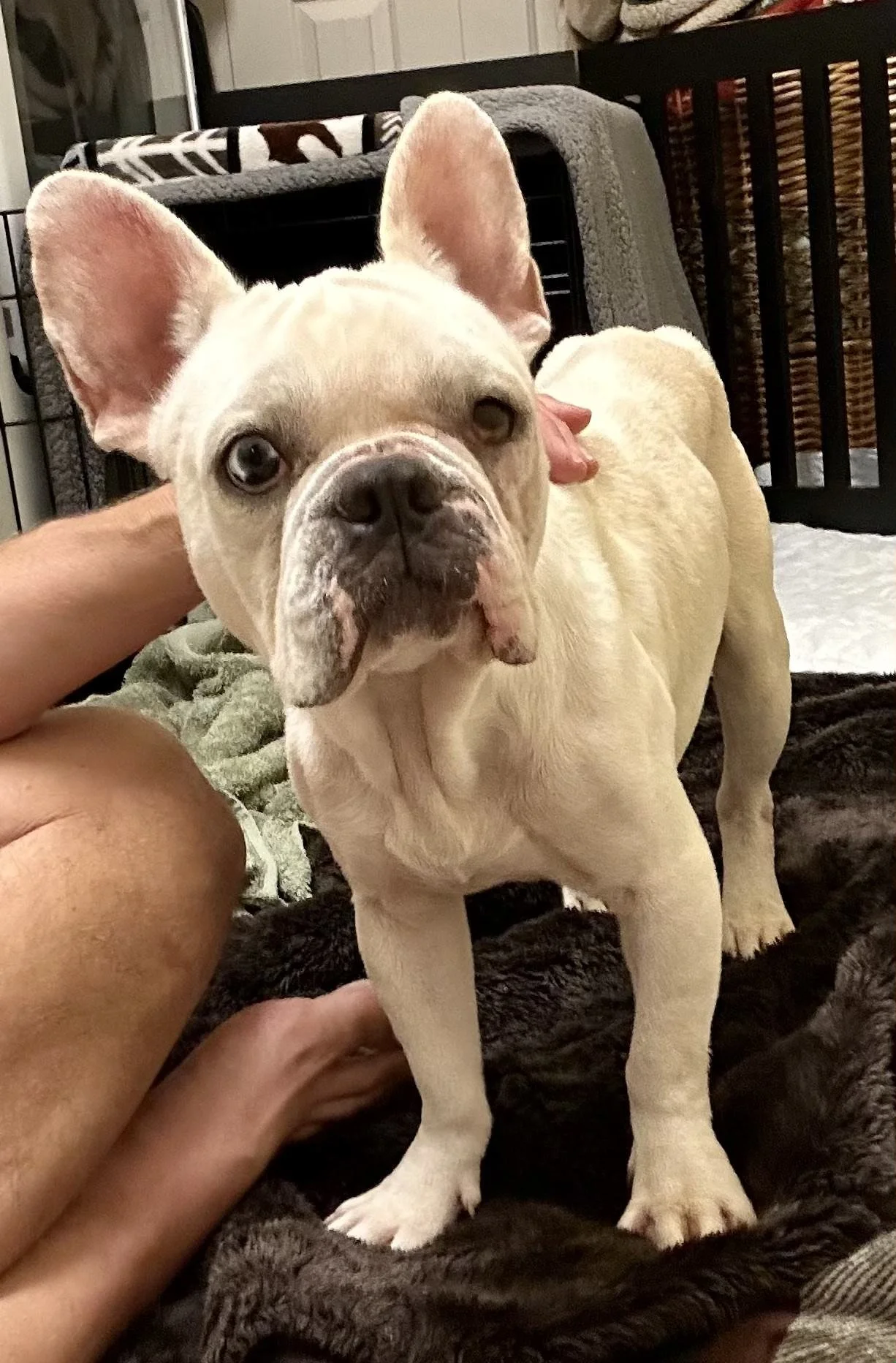 Available Bulldogs for Adoption | Florida Bulldog Rescue ...