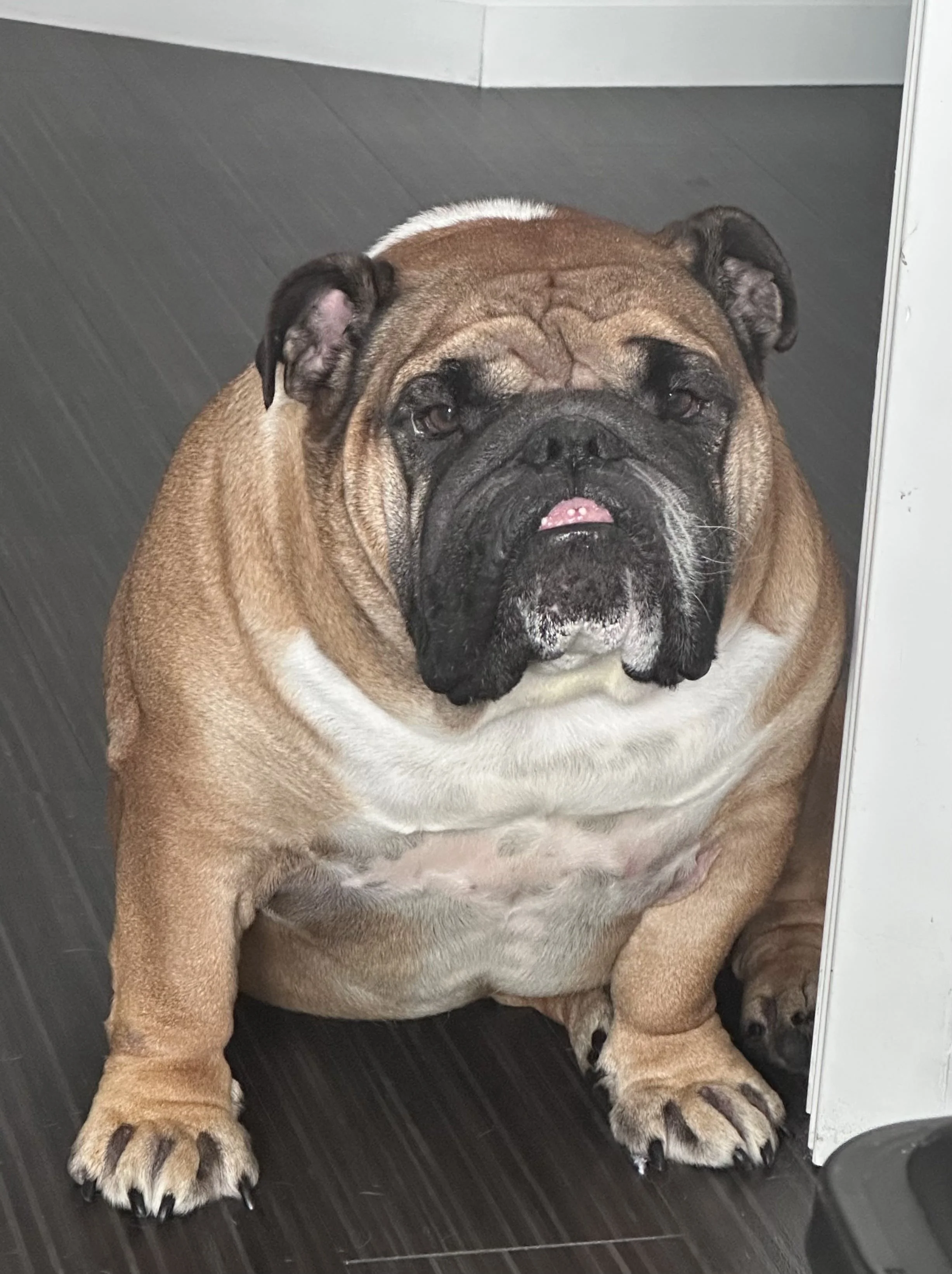 Available Bulldogs for Adoption | Florida Bulldog Rescue ...