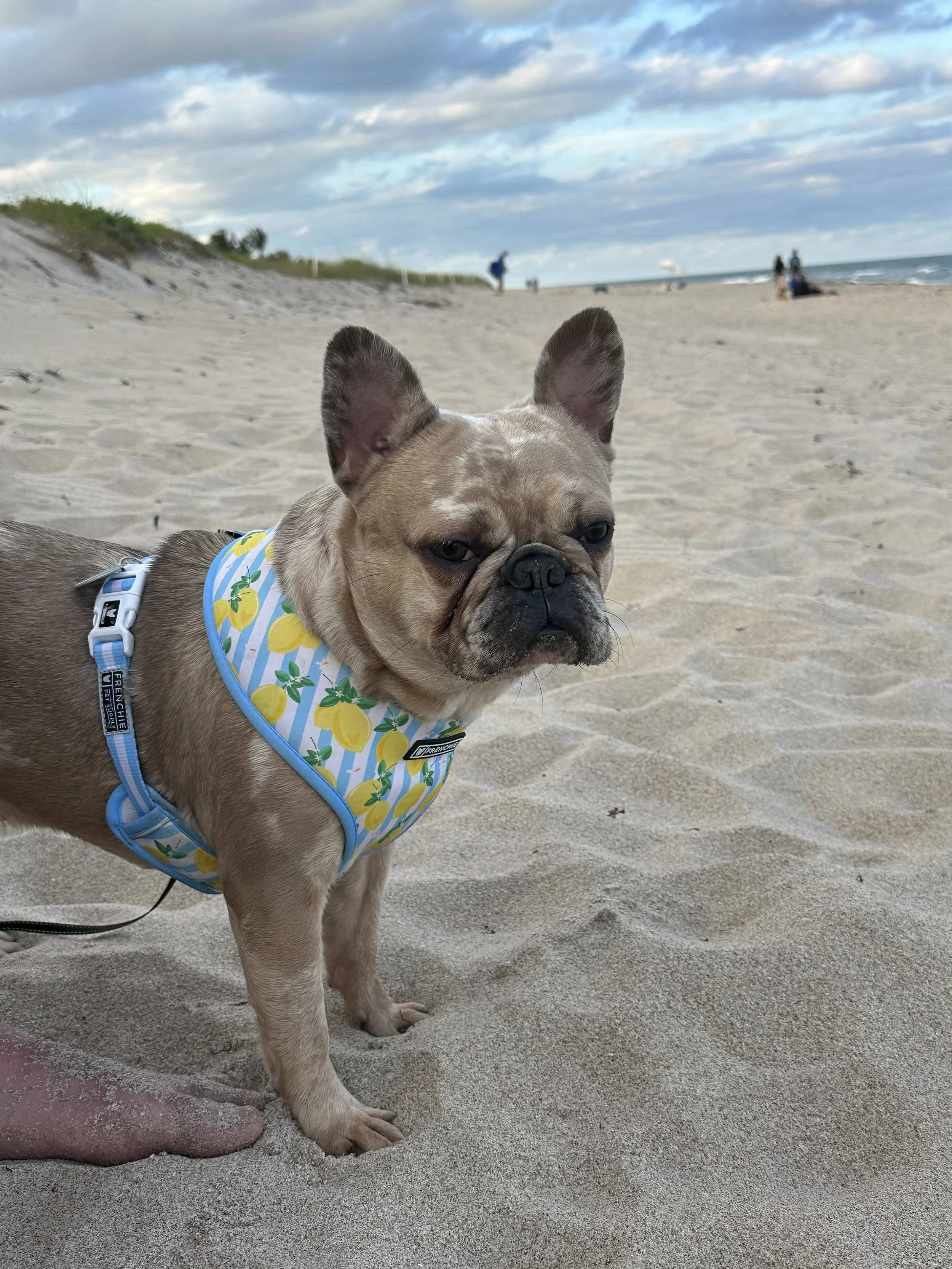 Available Bulldogs for Adoption | Florida Bulldog Rescue ...