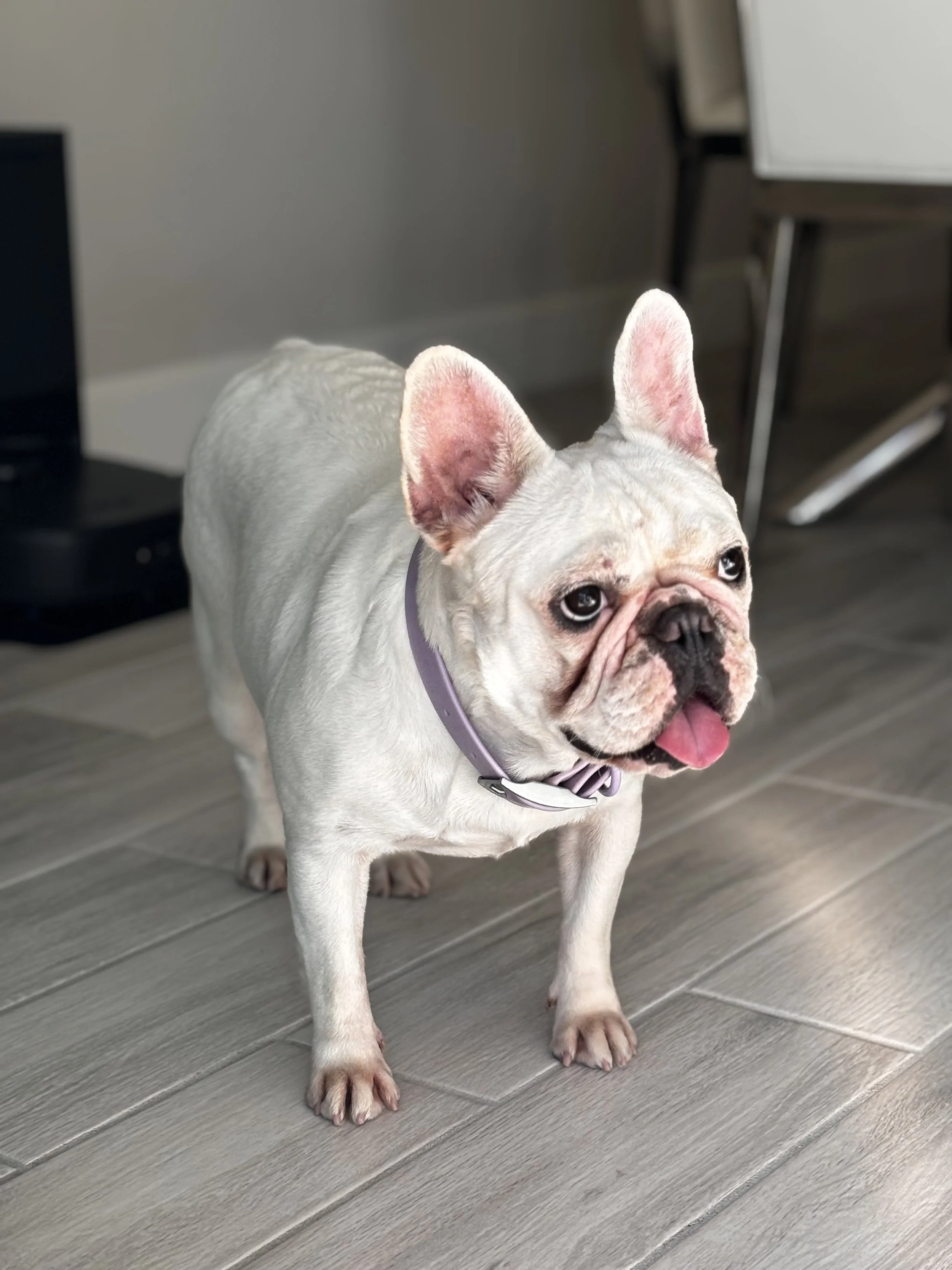 Available Bulldogs for Adoption | Florida Bulldog Rescue ...