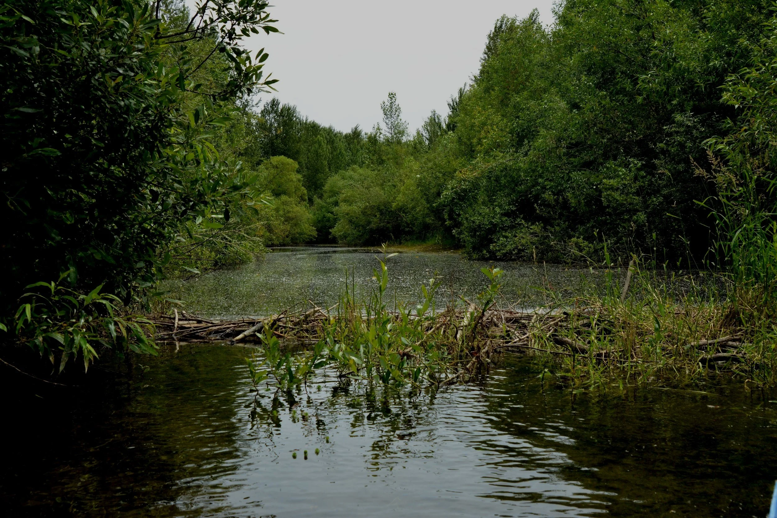 Willamette River Preservation Trust