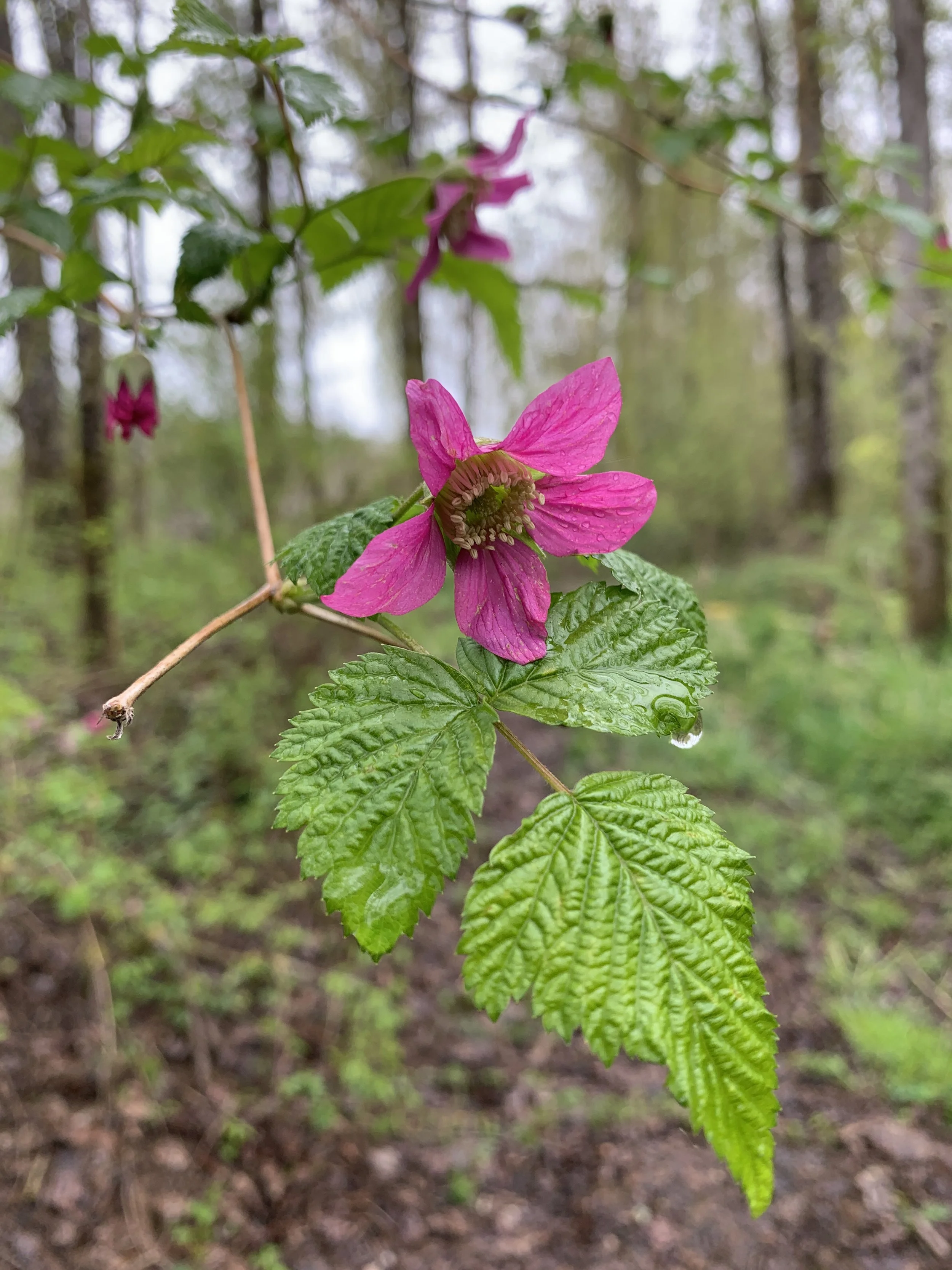 Our Team — Willamette River Preservation Trust