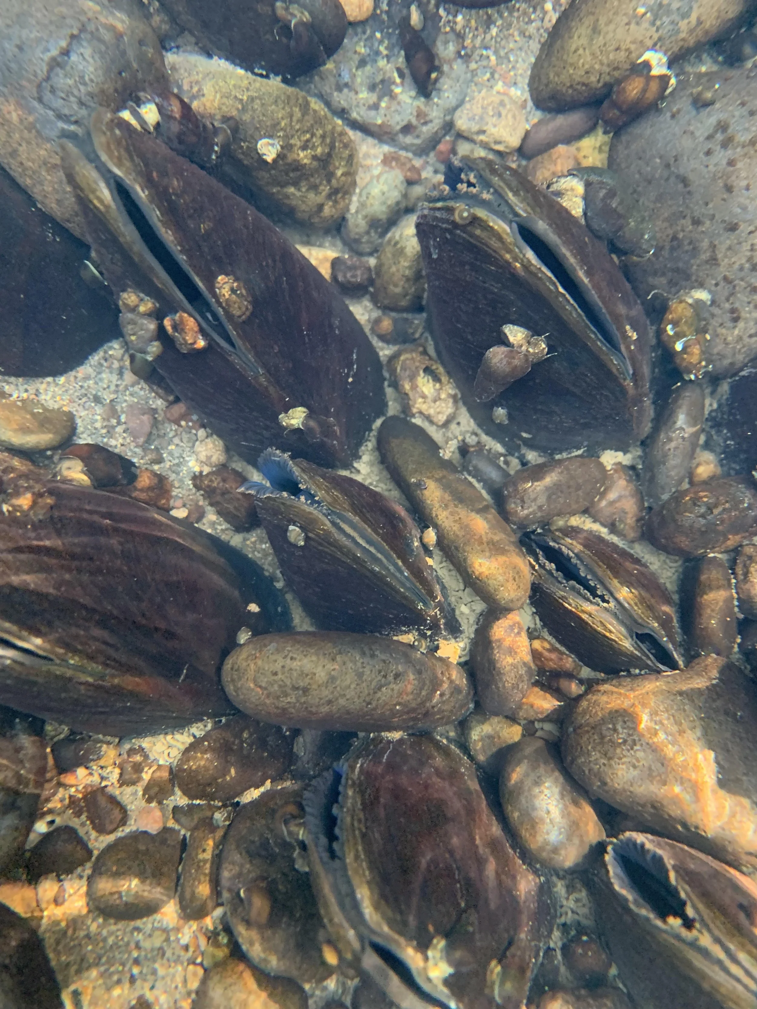 Willamette River Preservation Trust