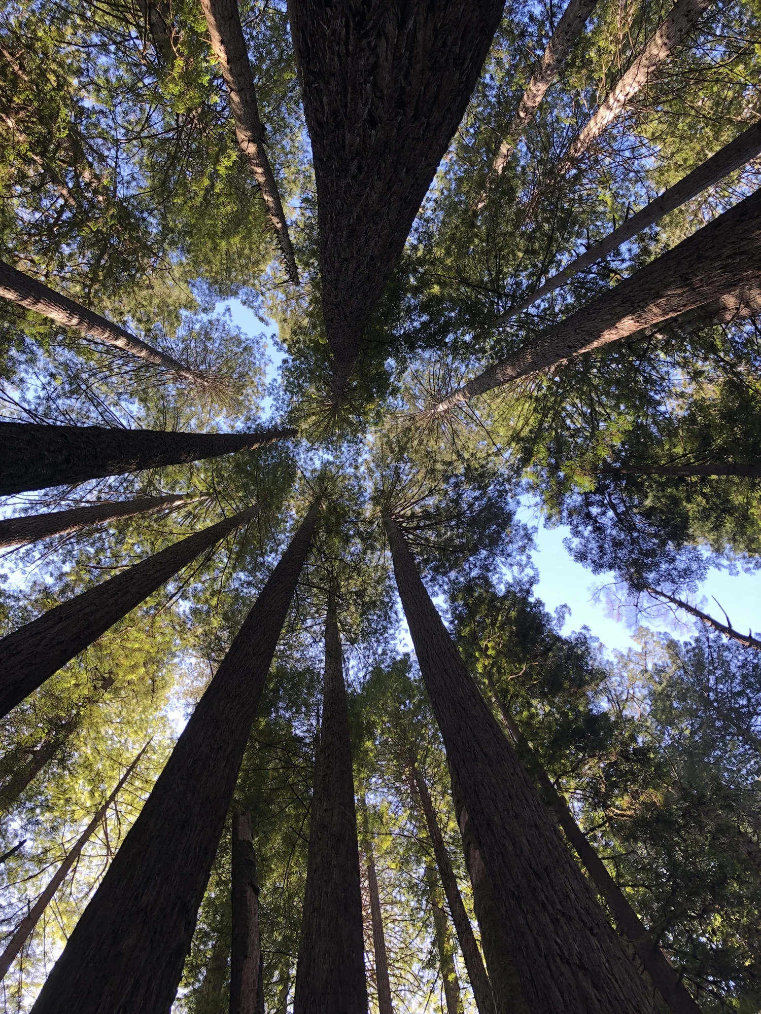 Blog 3 — Dream Team