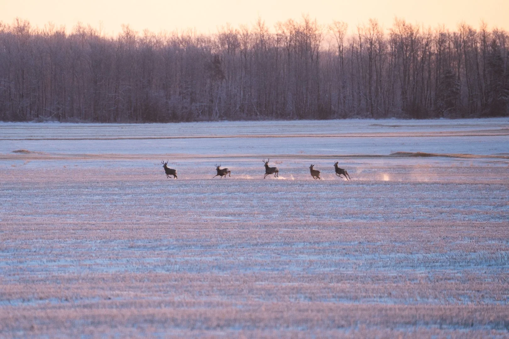 About — Sharpstone Conservation Solutions