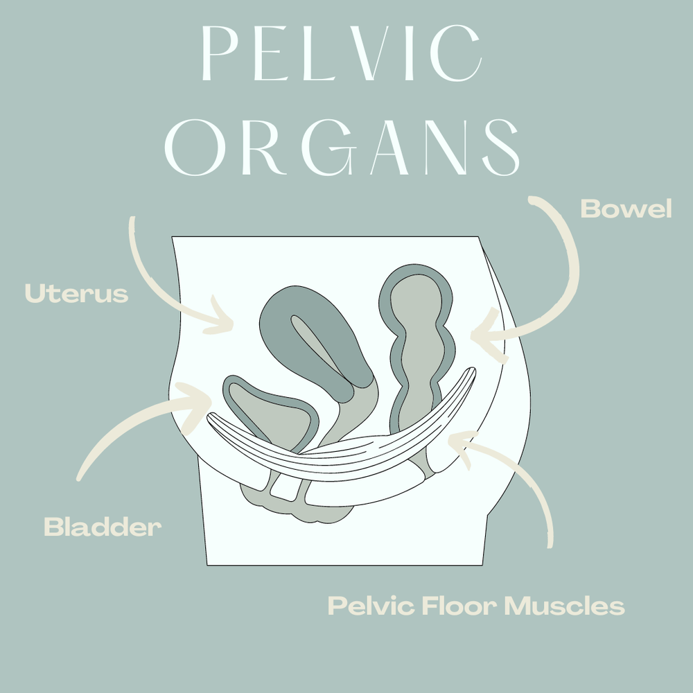Pelvic Organ Prolapse. Pelvic Floor Muscles. Pelvic Floor Physio for ...