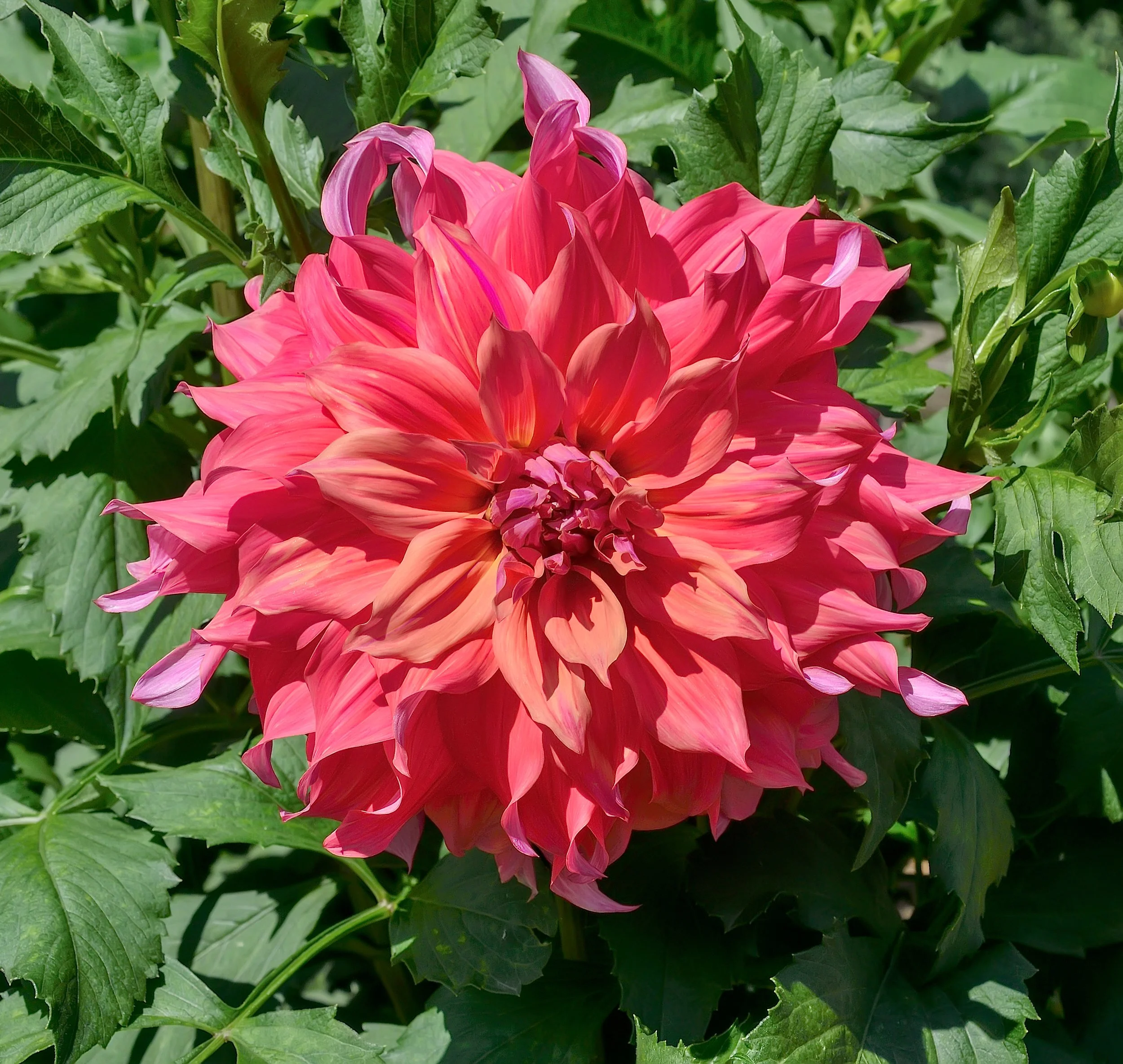 Dahlia 'Islander' - Omnia Botanica