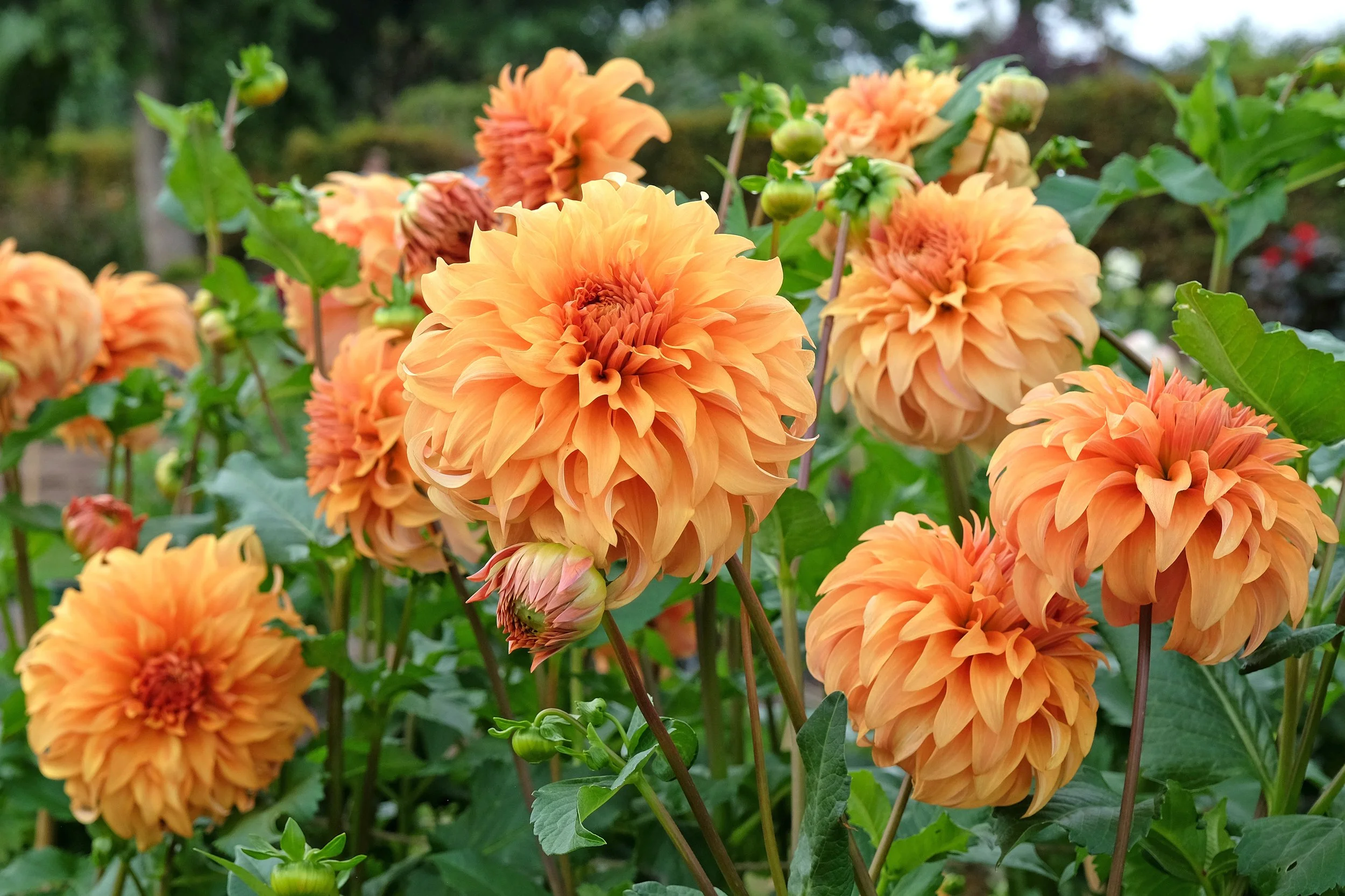 Dahlia 'Hercules' - Omnia Botanica