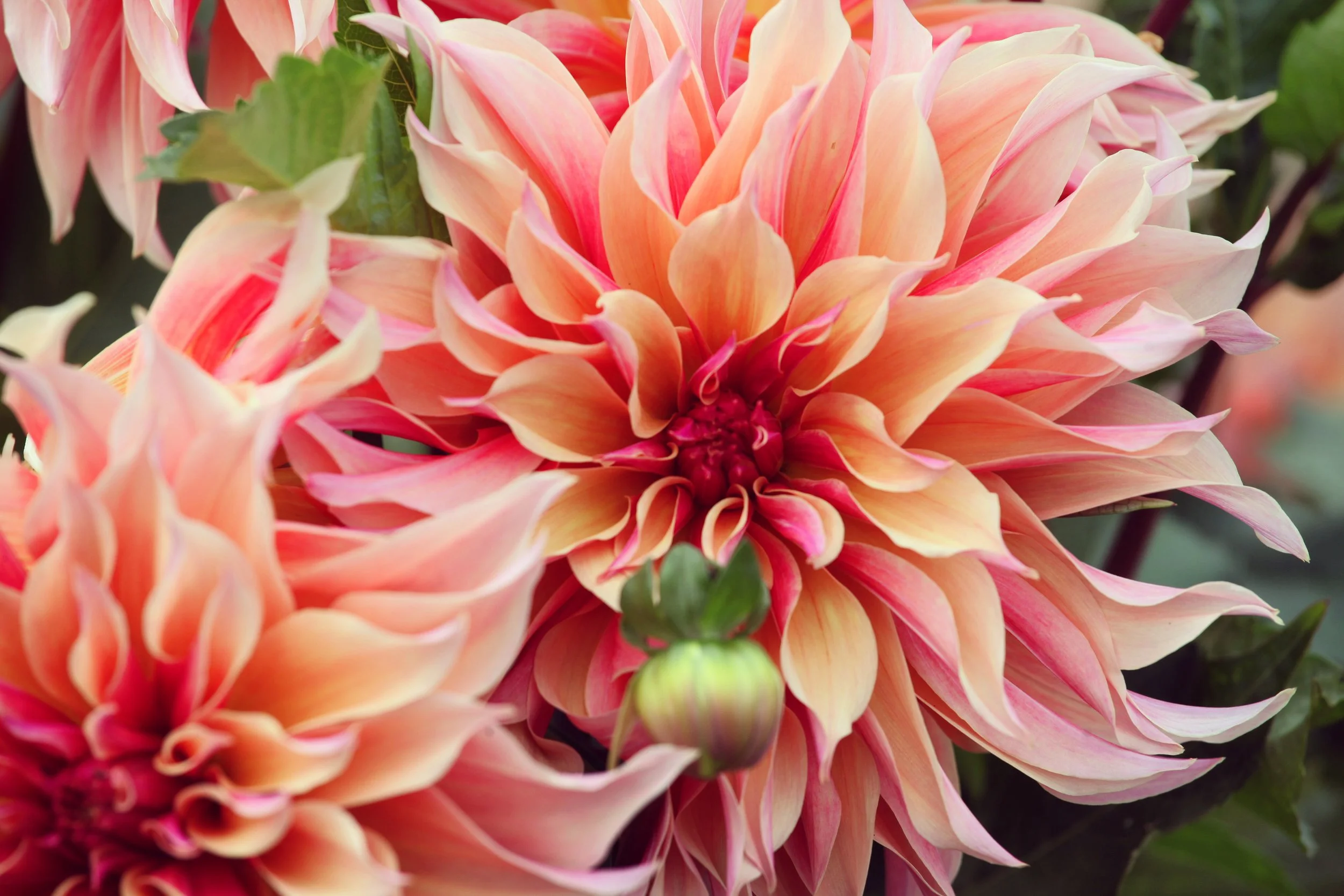 General 2 - Omnia Botanica