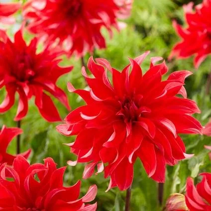 Dahlia 'Red Labyrinth' - Omnia Botanica