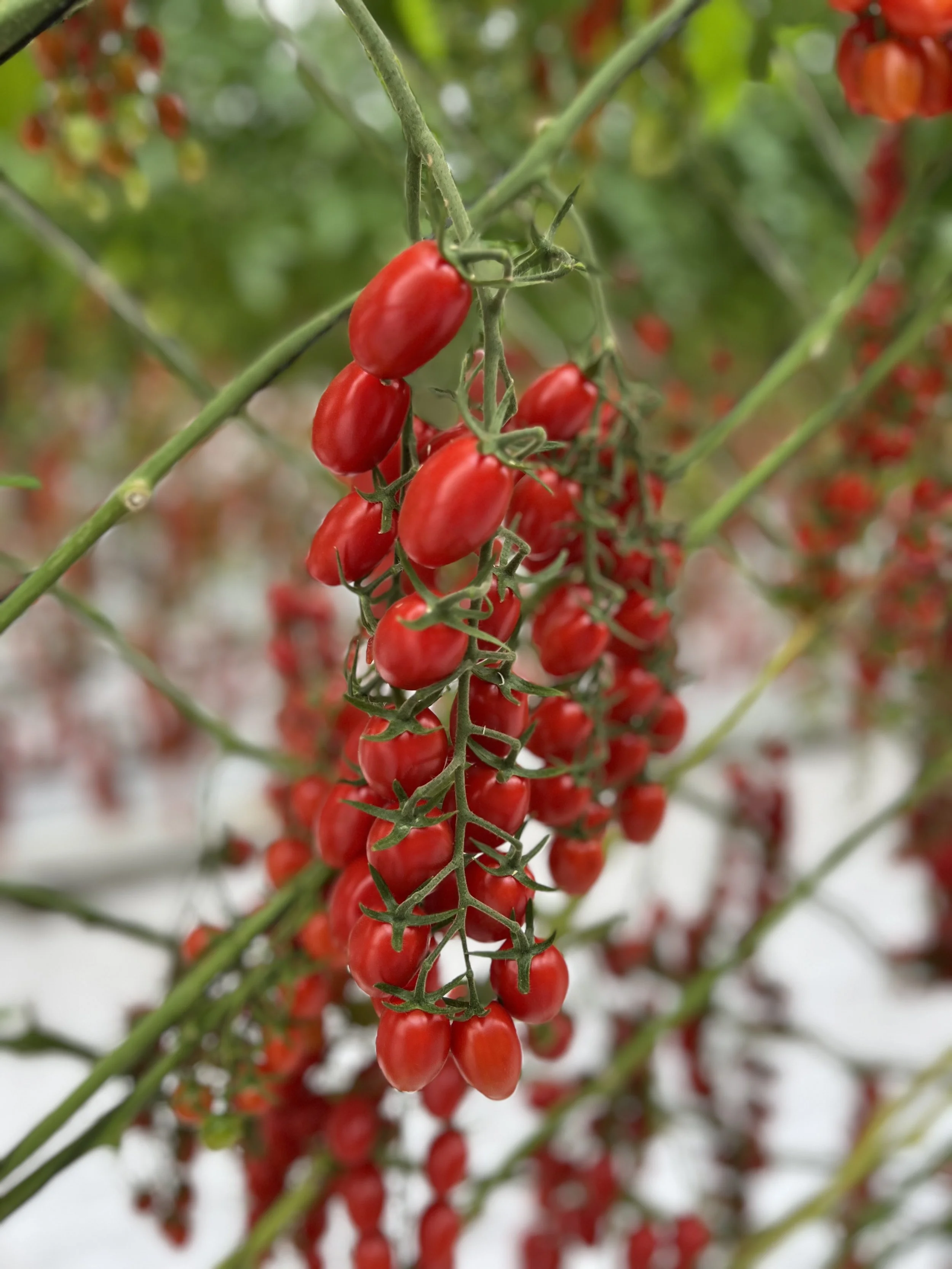 Our Products — Kaliroy LLC