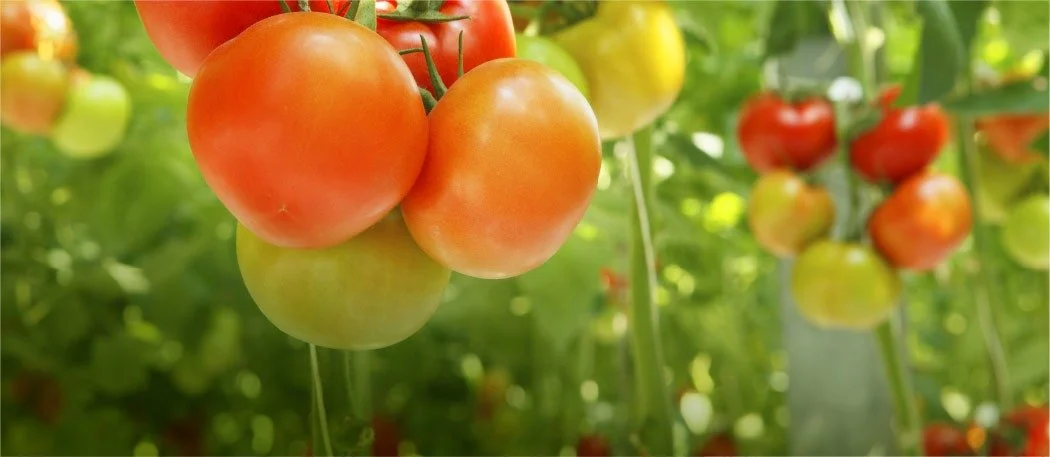 How We Grow — Kaliroy LLC