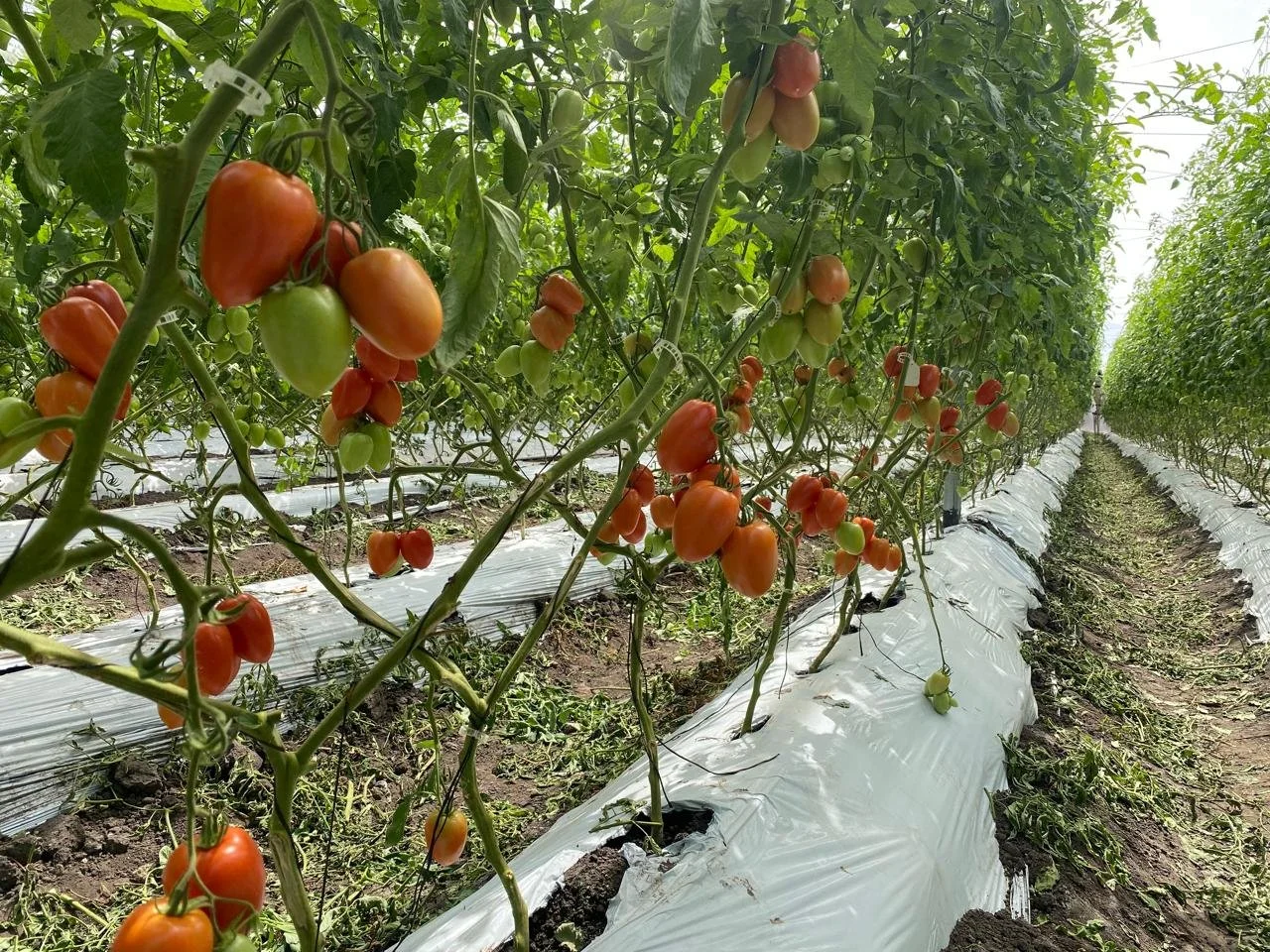 Our Products — Kaliroy LLC