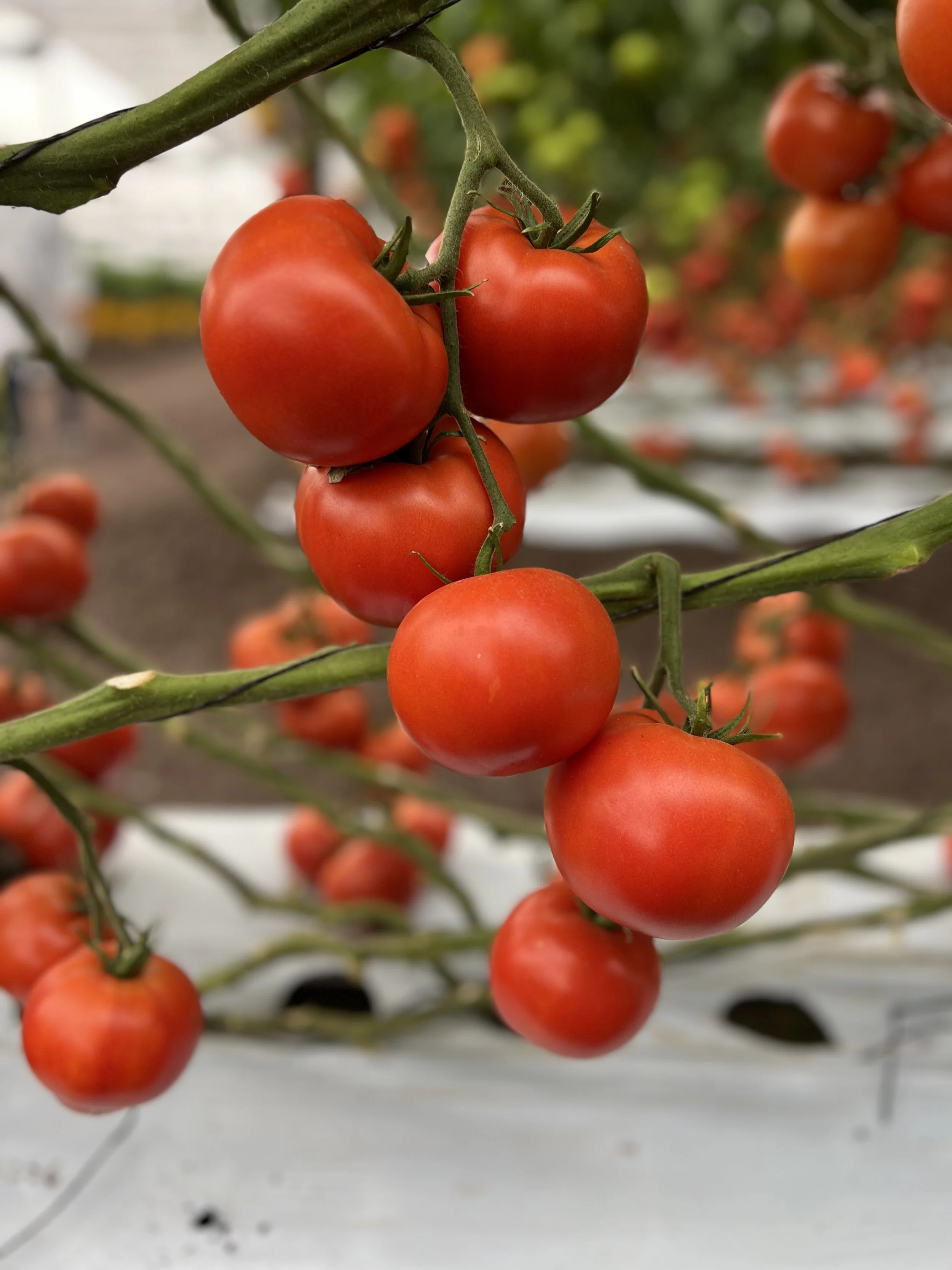 Our Products — Kaliroy LLC