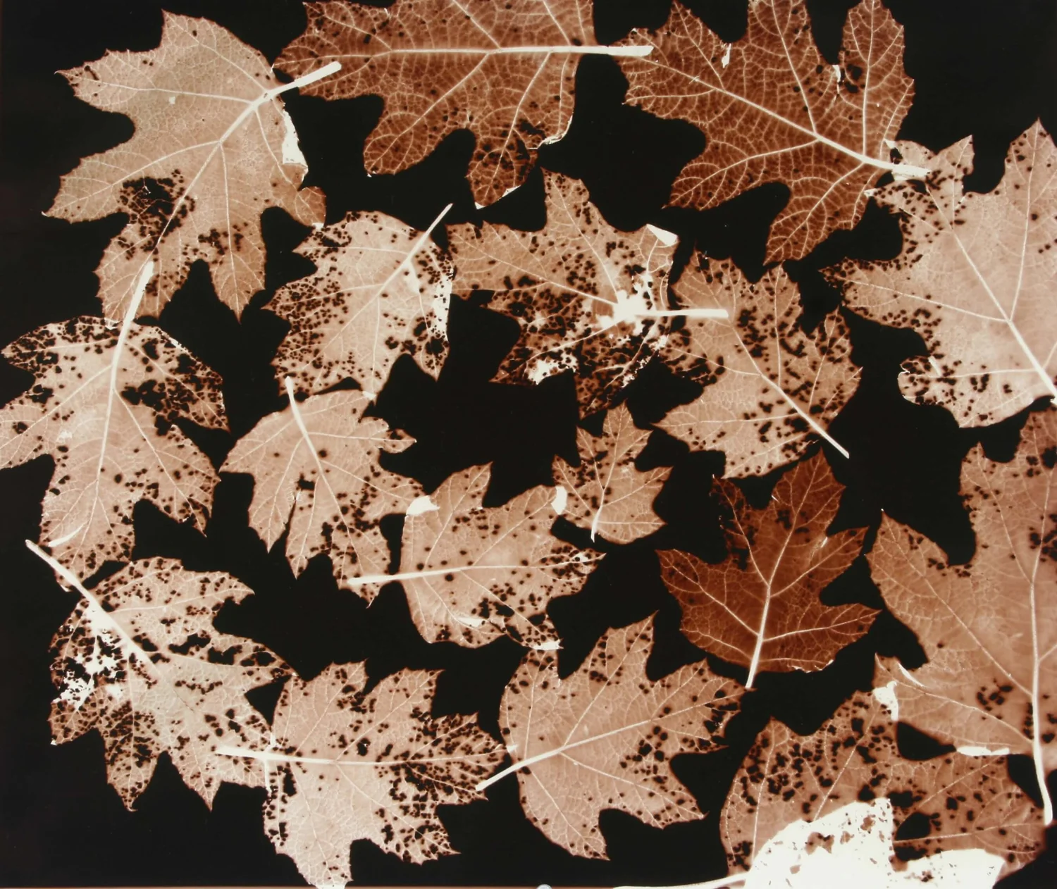 Solar Photograms — Martha Madigan