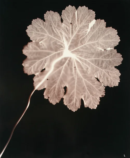 Solar Photograms — Martha Madigan