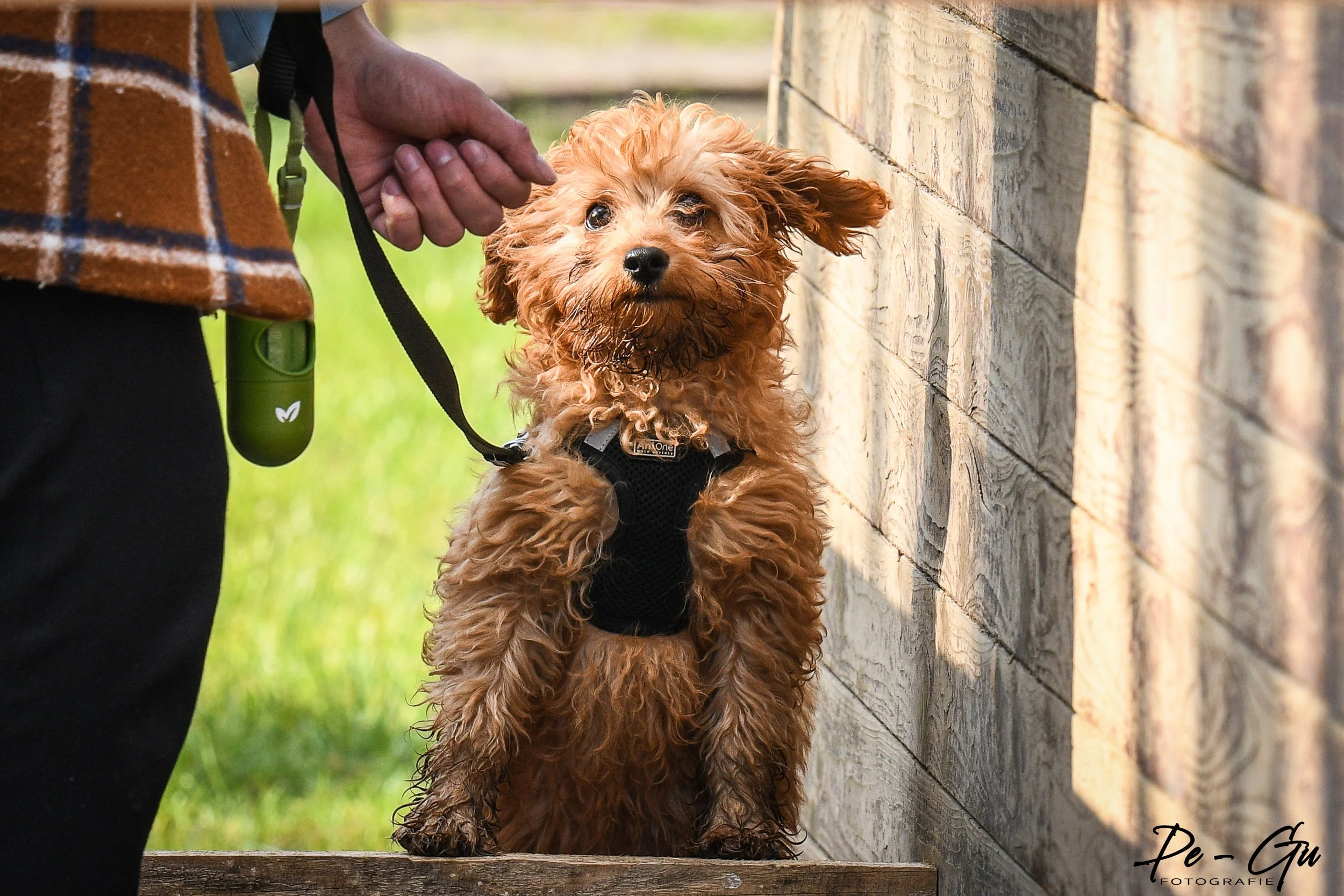 Honden Cursussen — Hondenschool Happy Dogs