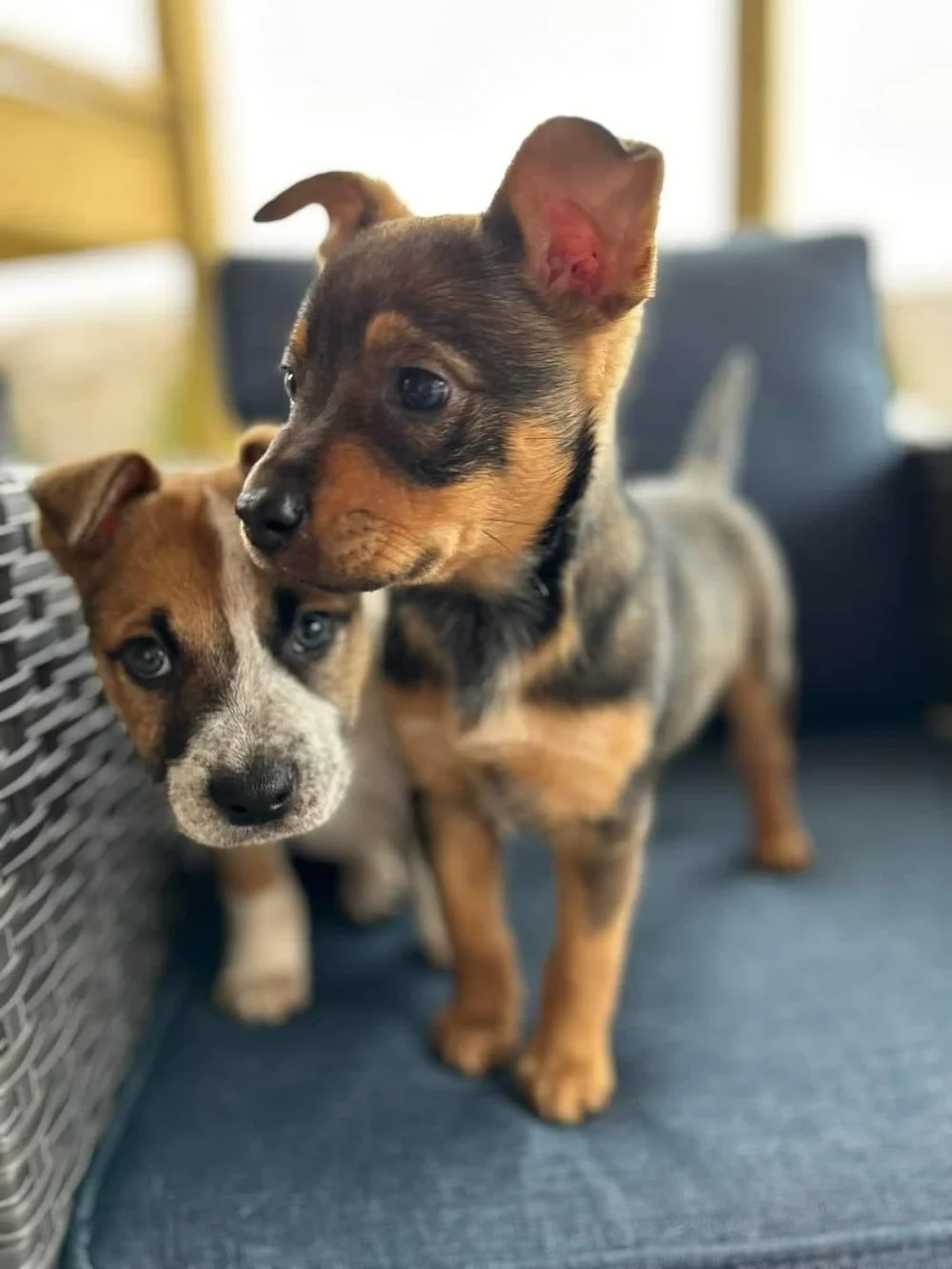 Full Circle Rescue and Sanctuary