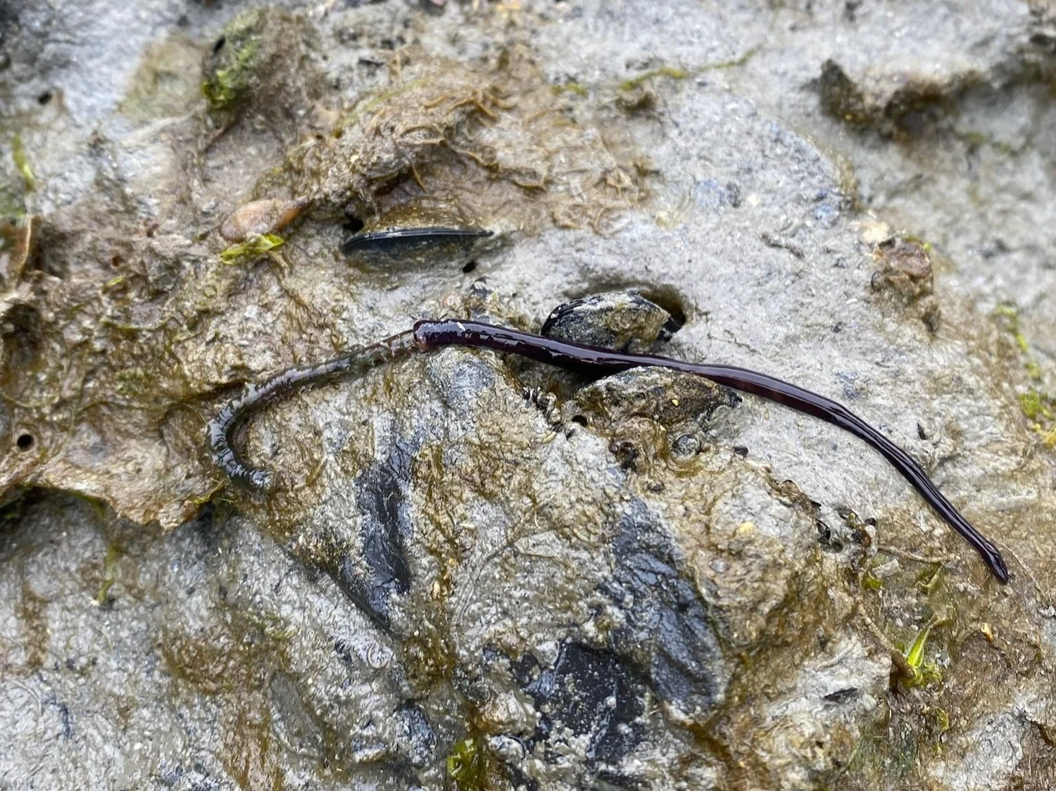 Top 10 Marine Worms — Center for Alaskan Coastal Studies
