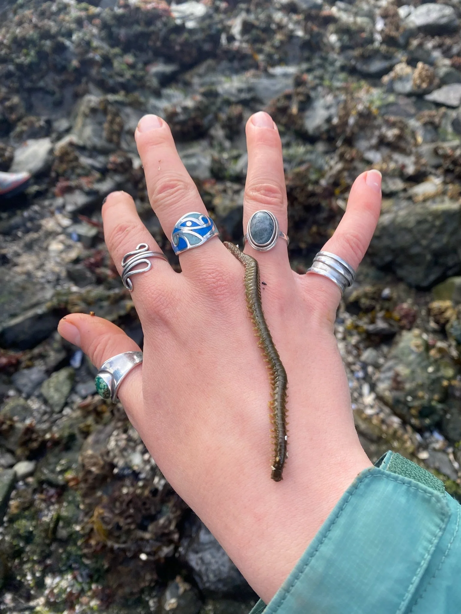 Top 10 Marine Worms — Center for Alaskan Coastal Studies