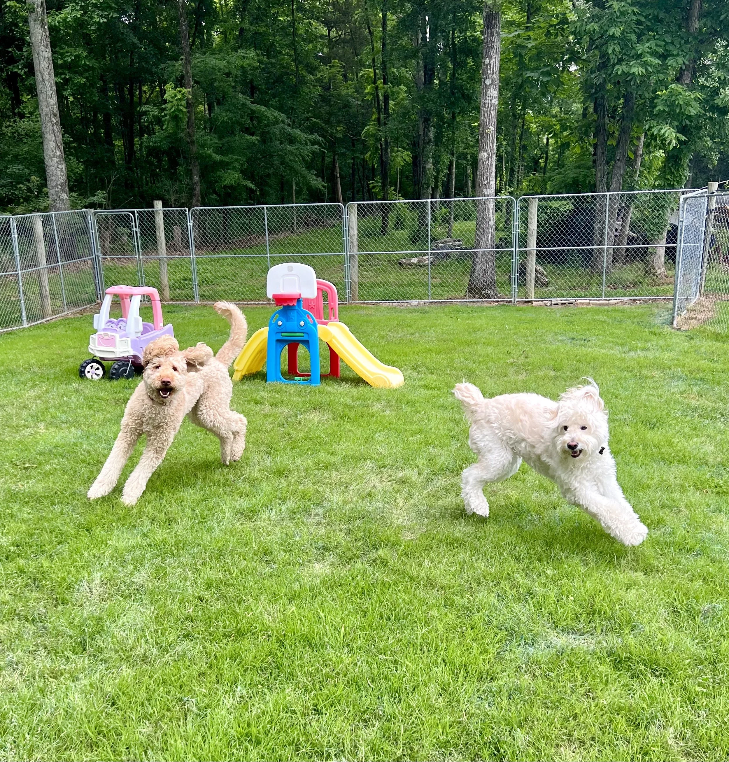 Dog Boarding — Cedar Hill Doggie Staycare