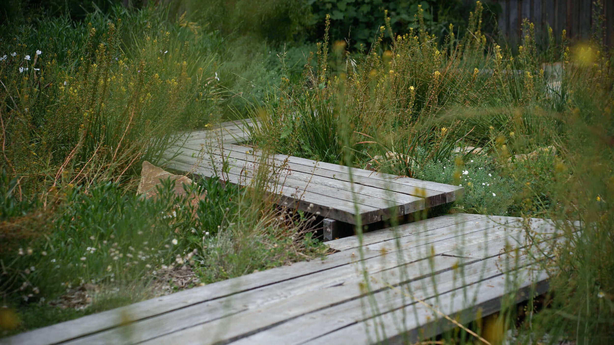 NATIVE WILDFLOWER GARDEN & BOARDWALK IN FORREST, CANBERRA — Lachlan ...