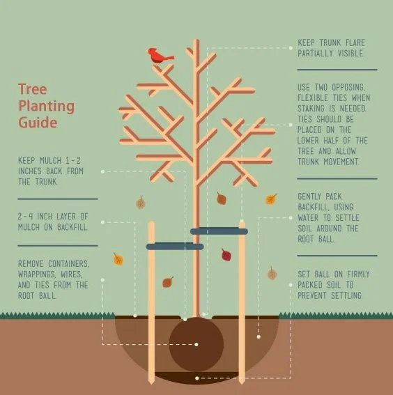 Woodland Tree Experts