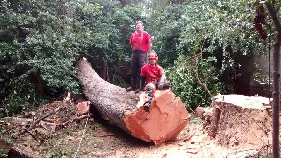 Woodland Tree Experts