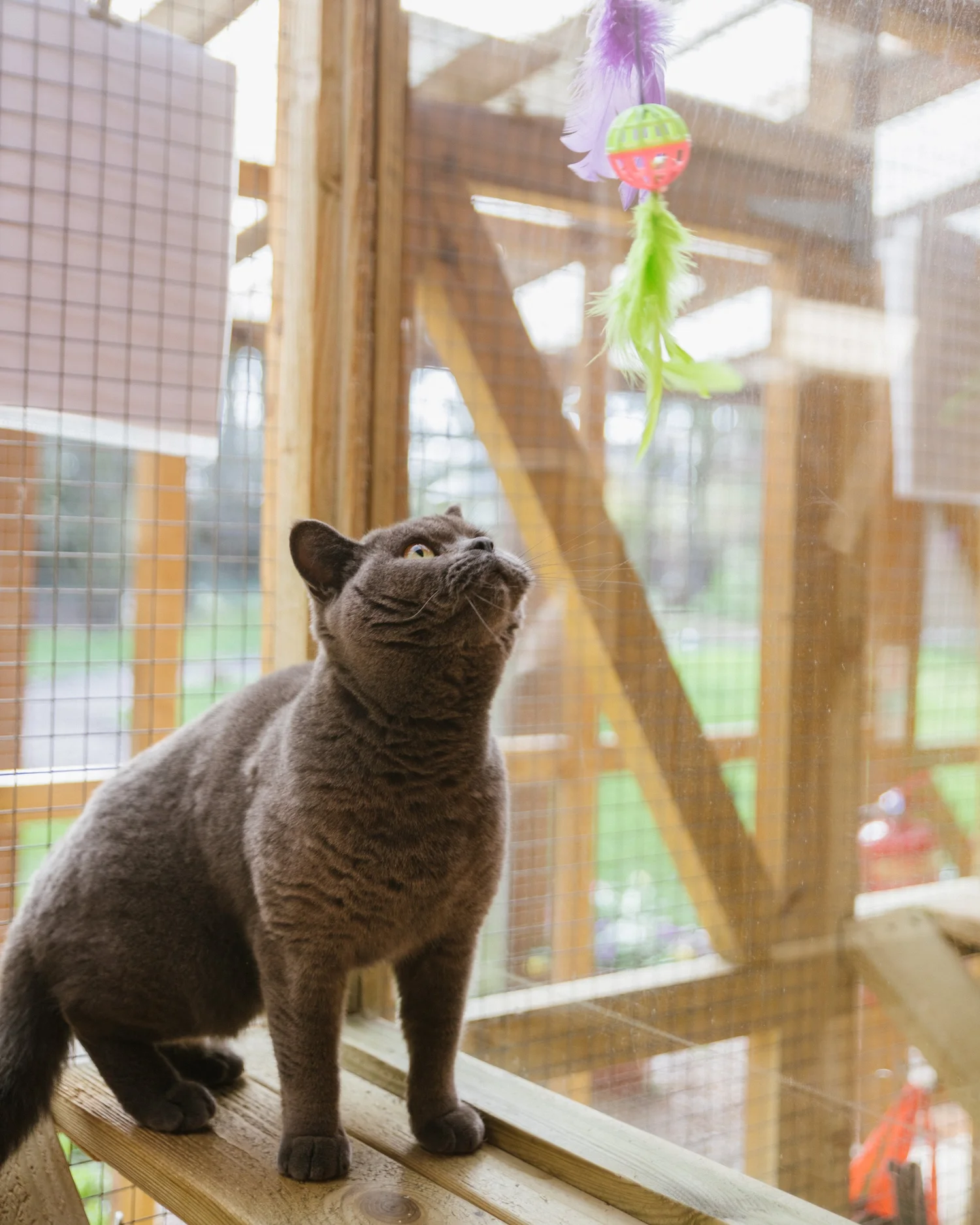 Mobberley Station Cattery