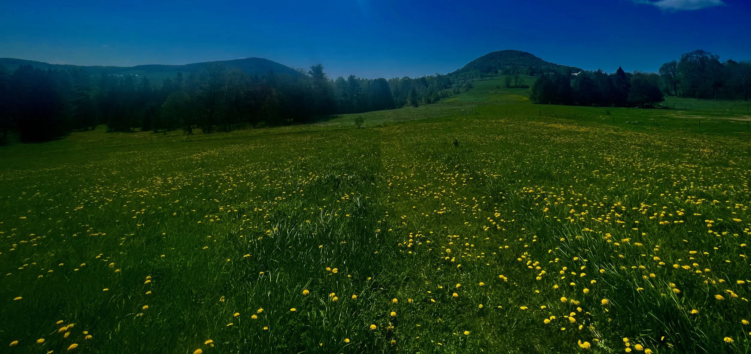 Three Rivers Equine Veterinary Services