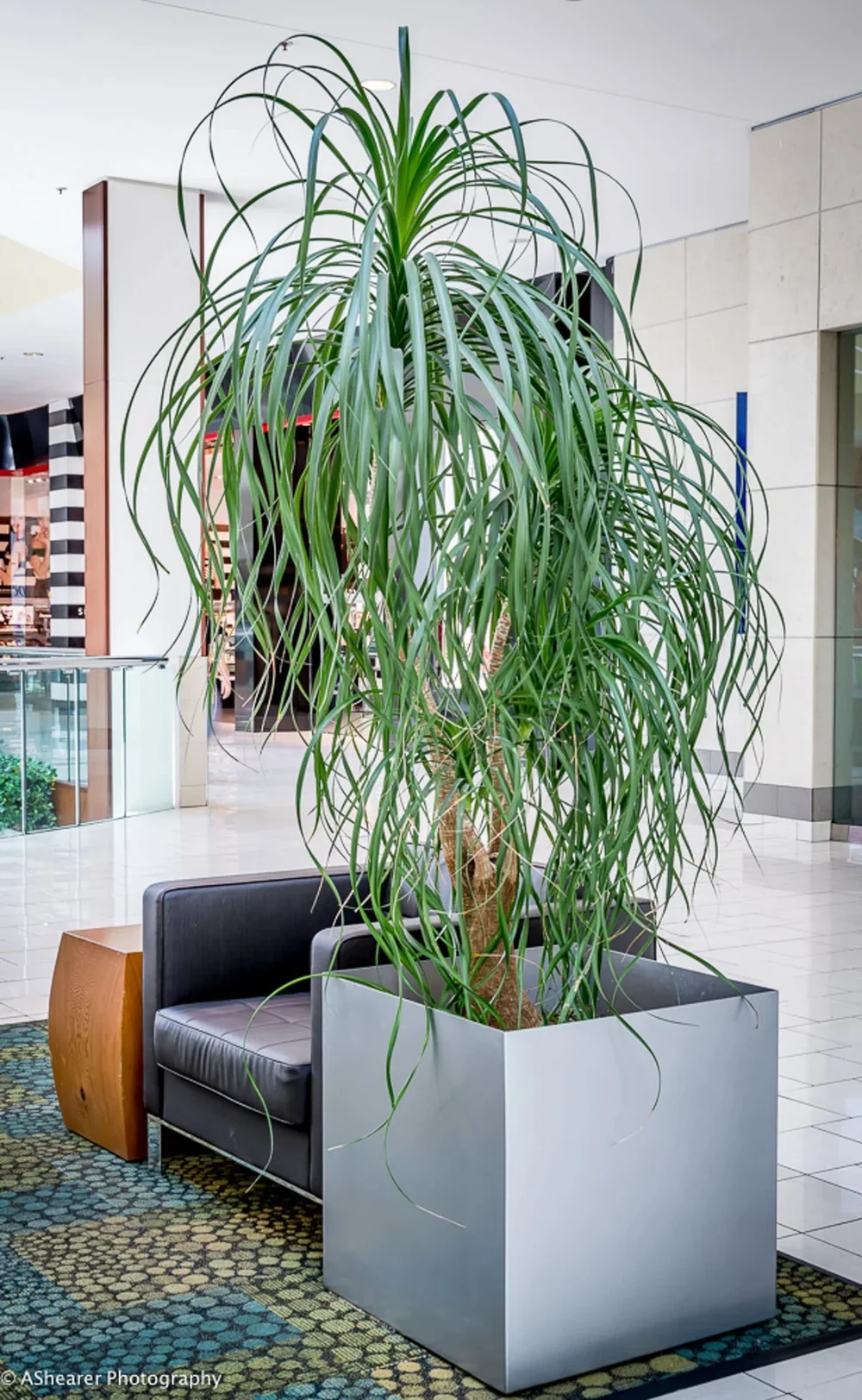 Choosing Large Outdoor Commercial Planters for Trees | PureModern