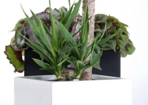 How Fiberglass Planters Offer Interior Design Options | PureModern