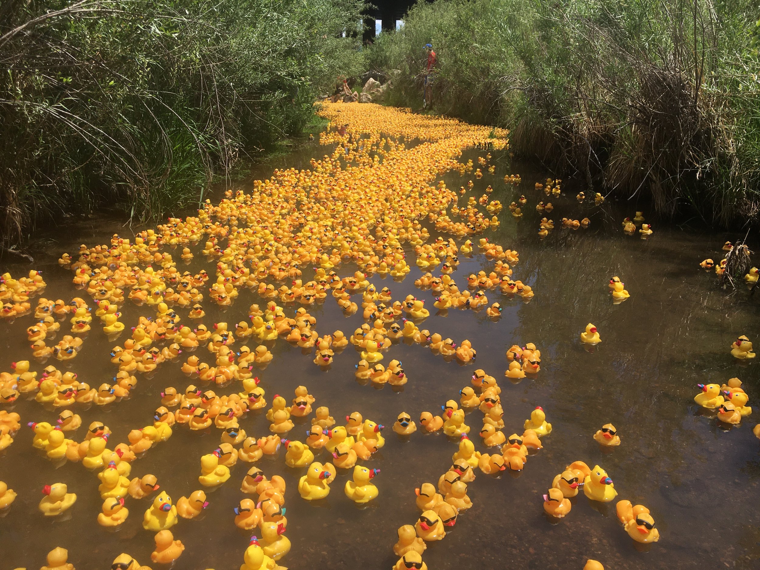 Race Day Fun — Castle Rock Rotary Ducky Derby