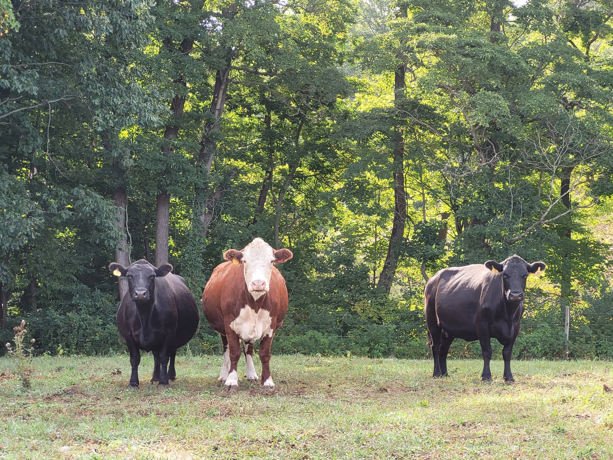 Finn's Ranch | Grass-Fed Beef | Pastured Pork & Poultry | Pasture ...