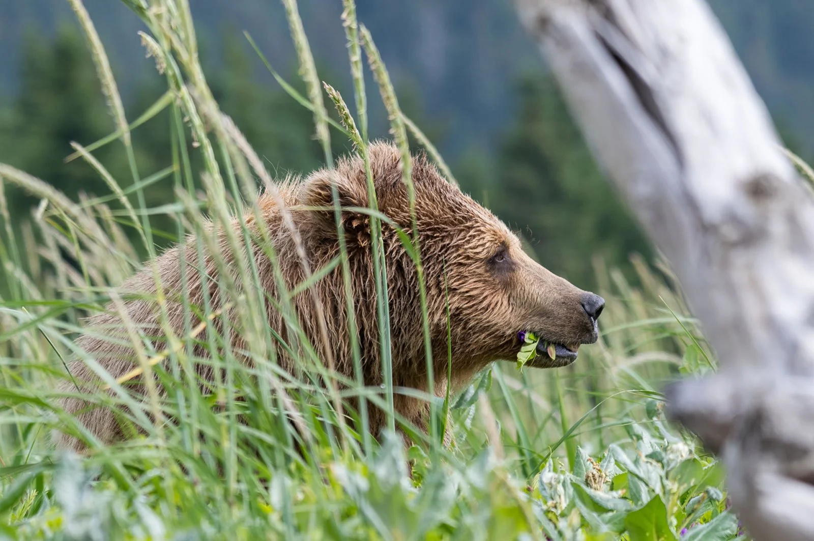 Bear Viewing & Fly-Out Fishing — Great Alaska Adventures