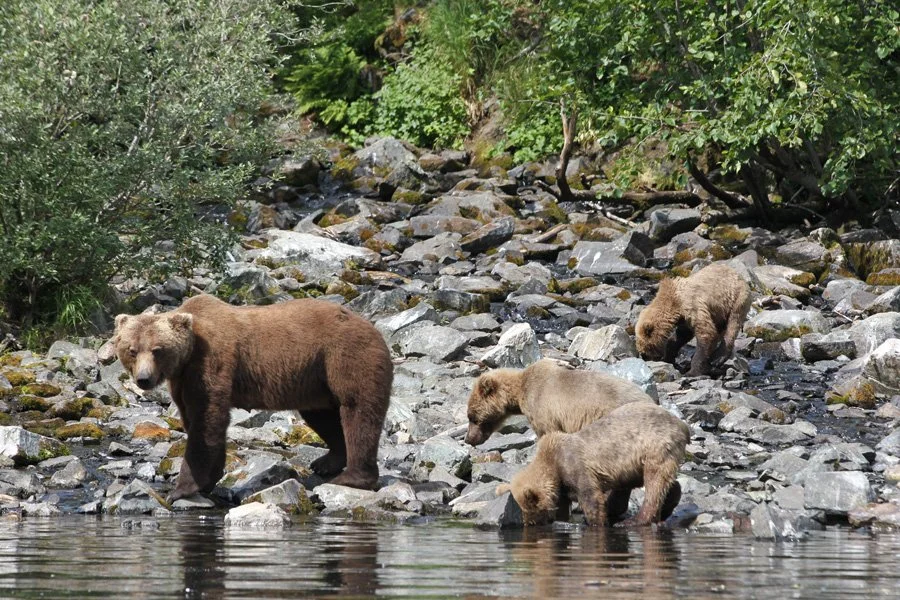 Bear Viewing & Fly-Out Fishing — Great Alaska Adventures