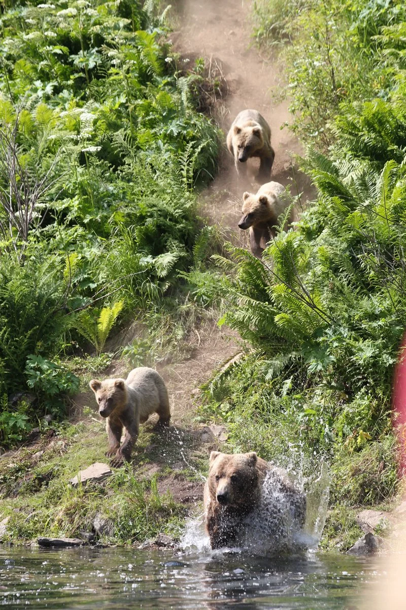 Bear Viewing & Fly-Out Fishing — Great Alaska Adventures