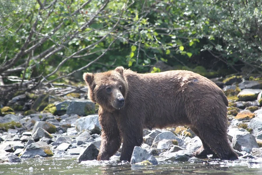 Bear Viewing & Fly-Out Fishing — Great Alaska Adventures