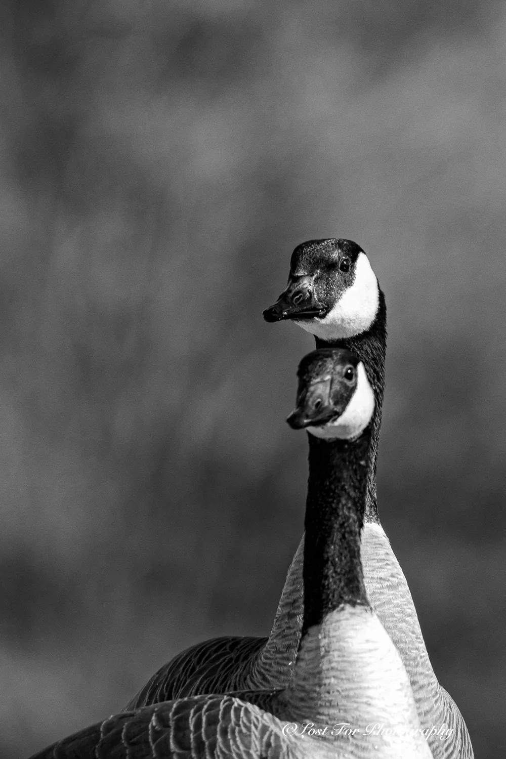 Canadian Geese - The Cobra Chicken — Lost For Photography