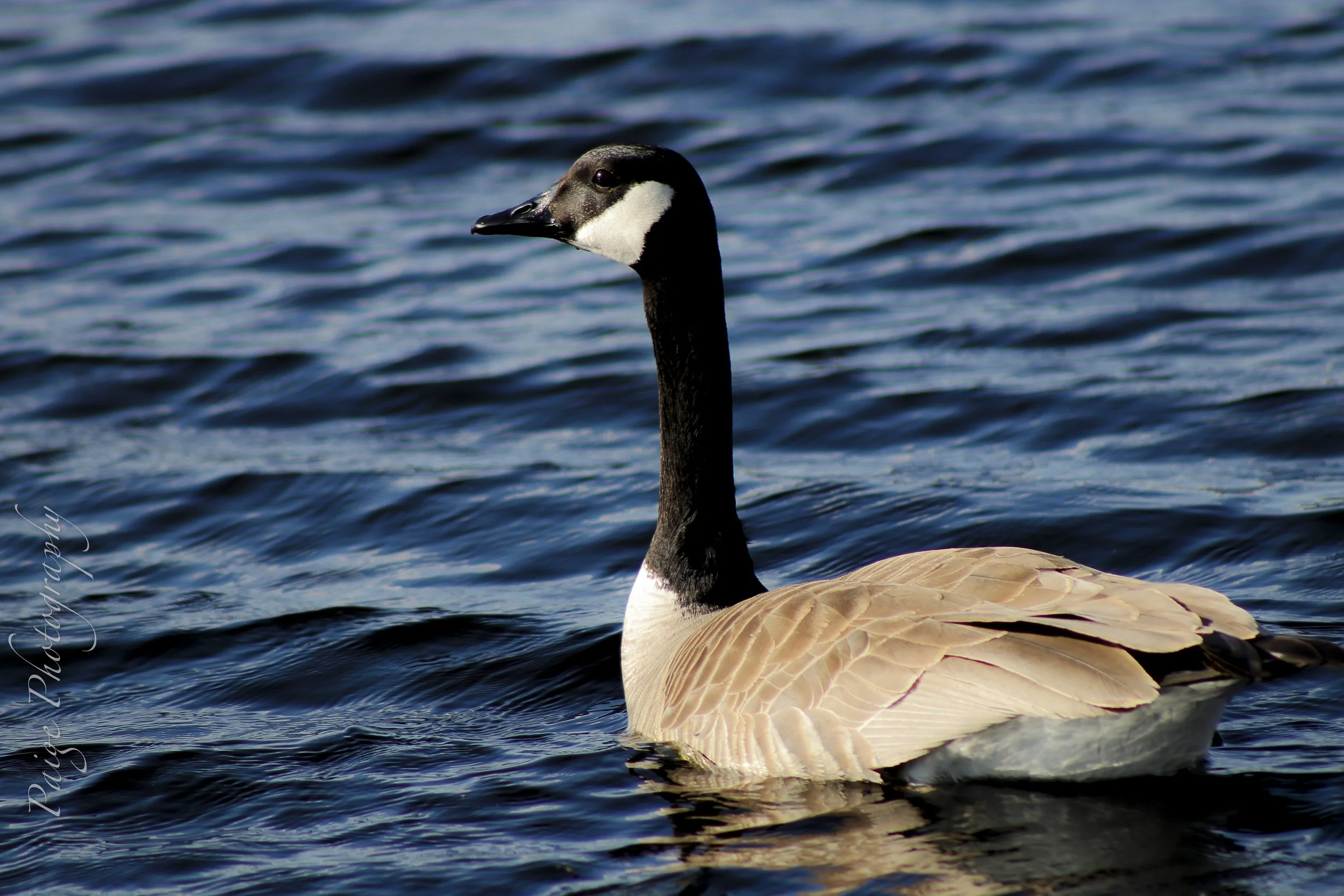 Canadian Geese - The Cobra Chicken — Lost For Photography