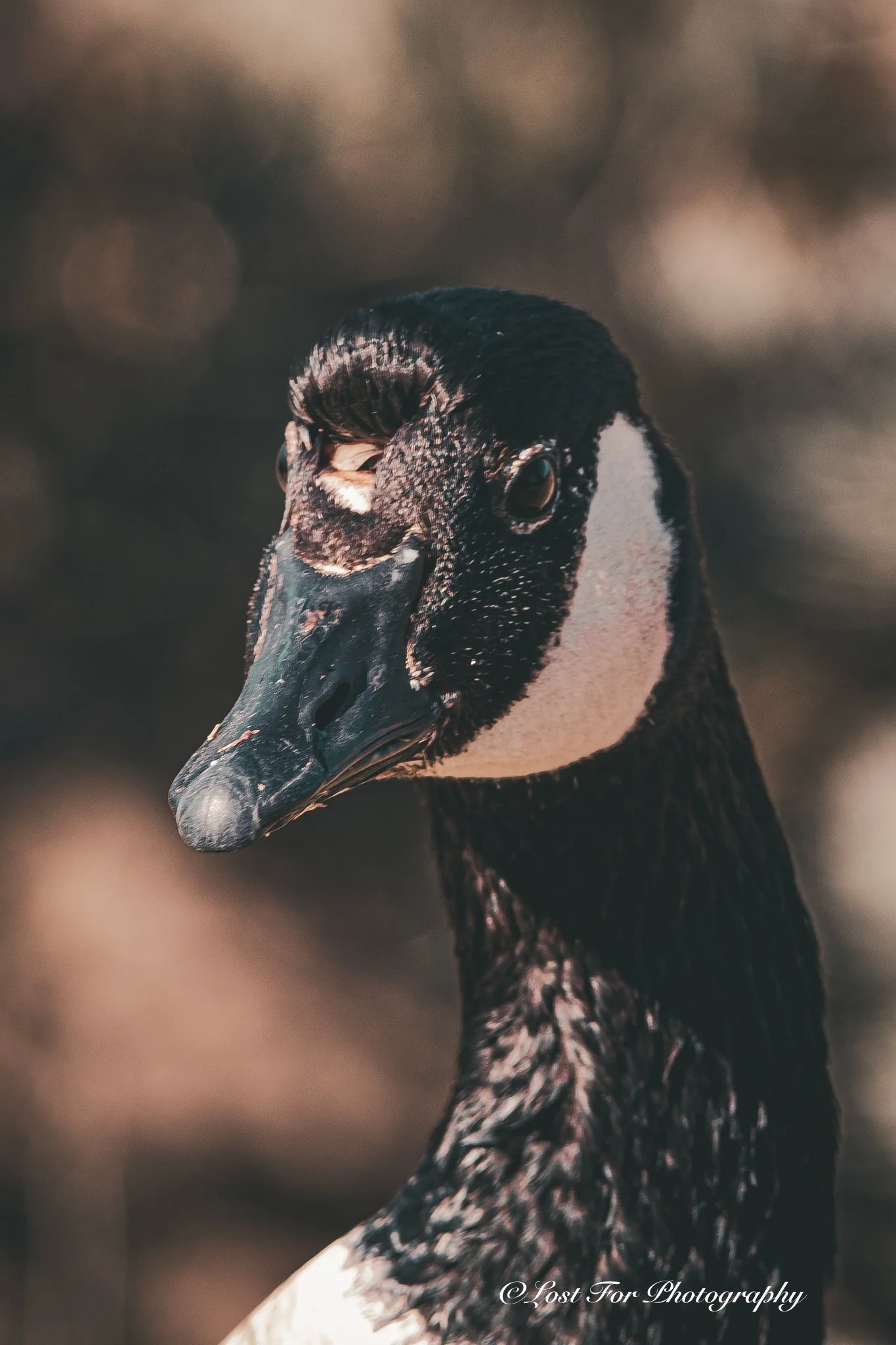 Canadian Geese - The Cobra Chicken — Lost For Photography