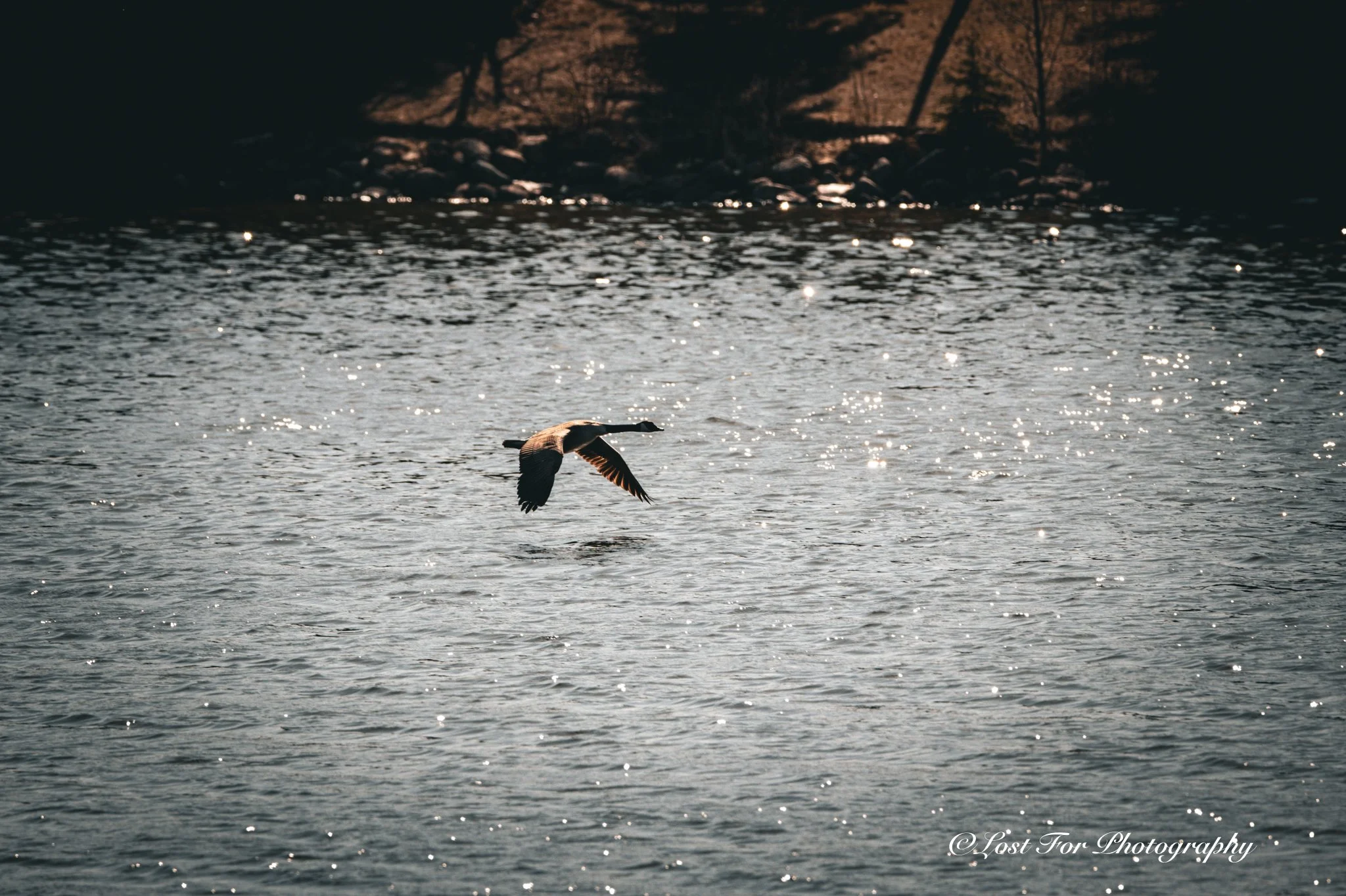 Canadian Geese - The Cobra Chicken — Lost For Photography