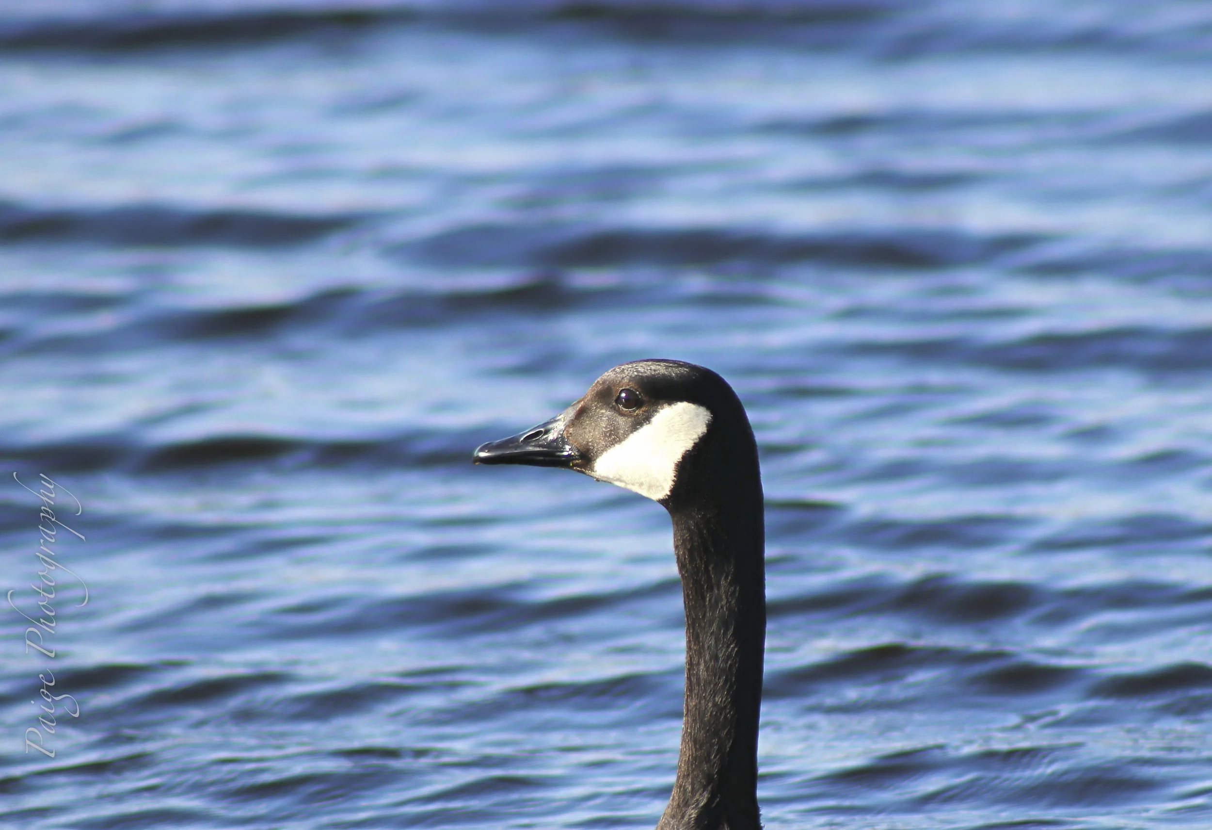 Canadian Geese - The Cobra Chicken — Lost For Photography