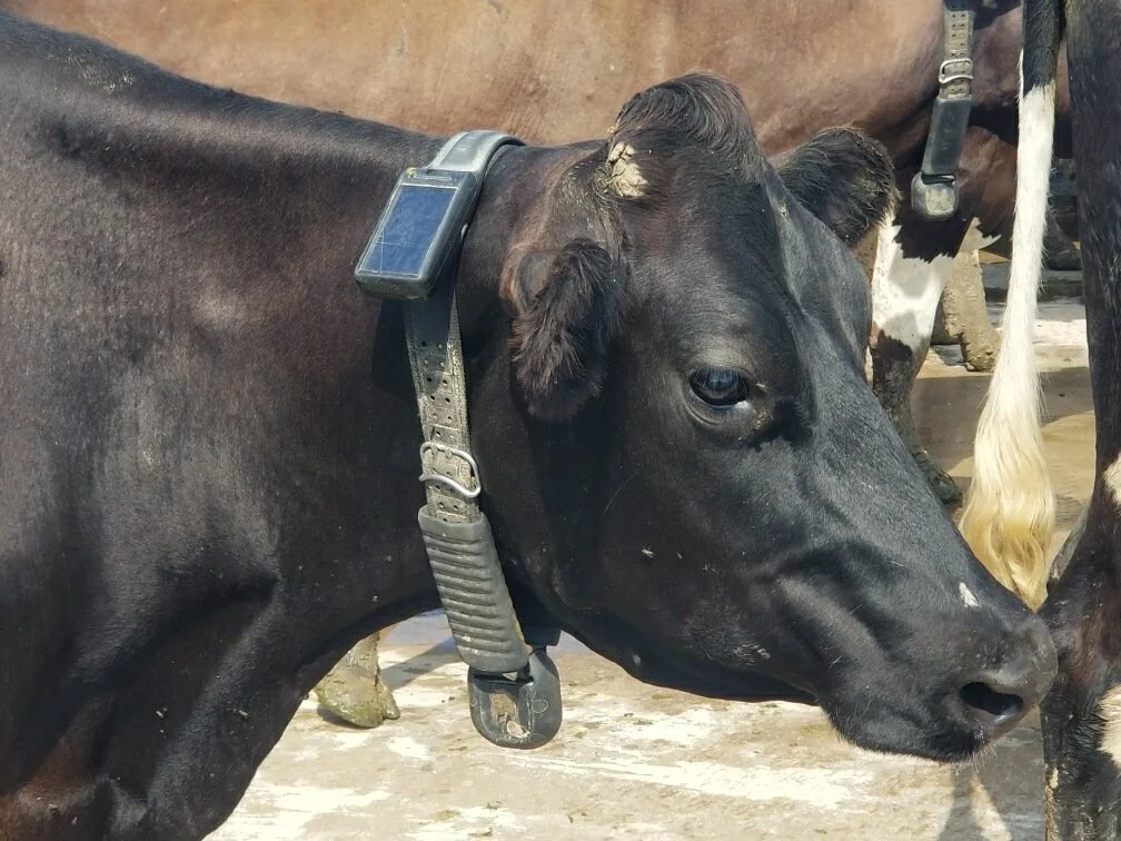 Embracing Innovation: Journey with Halter's Virtual Fencing Technology ...