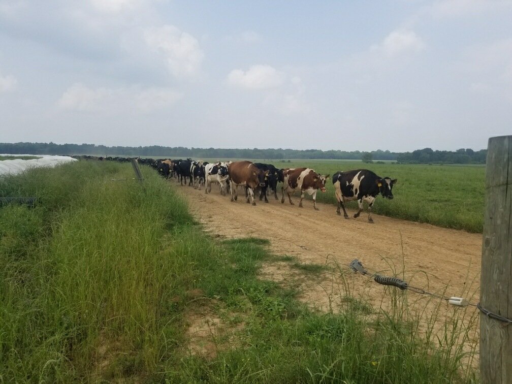 Embracing Innovation: Journey with Halter's Virtual Fencing Technology ...