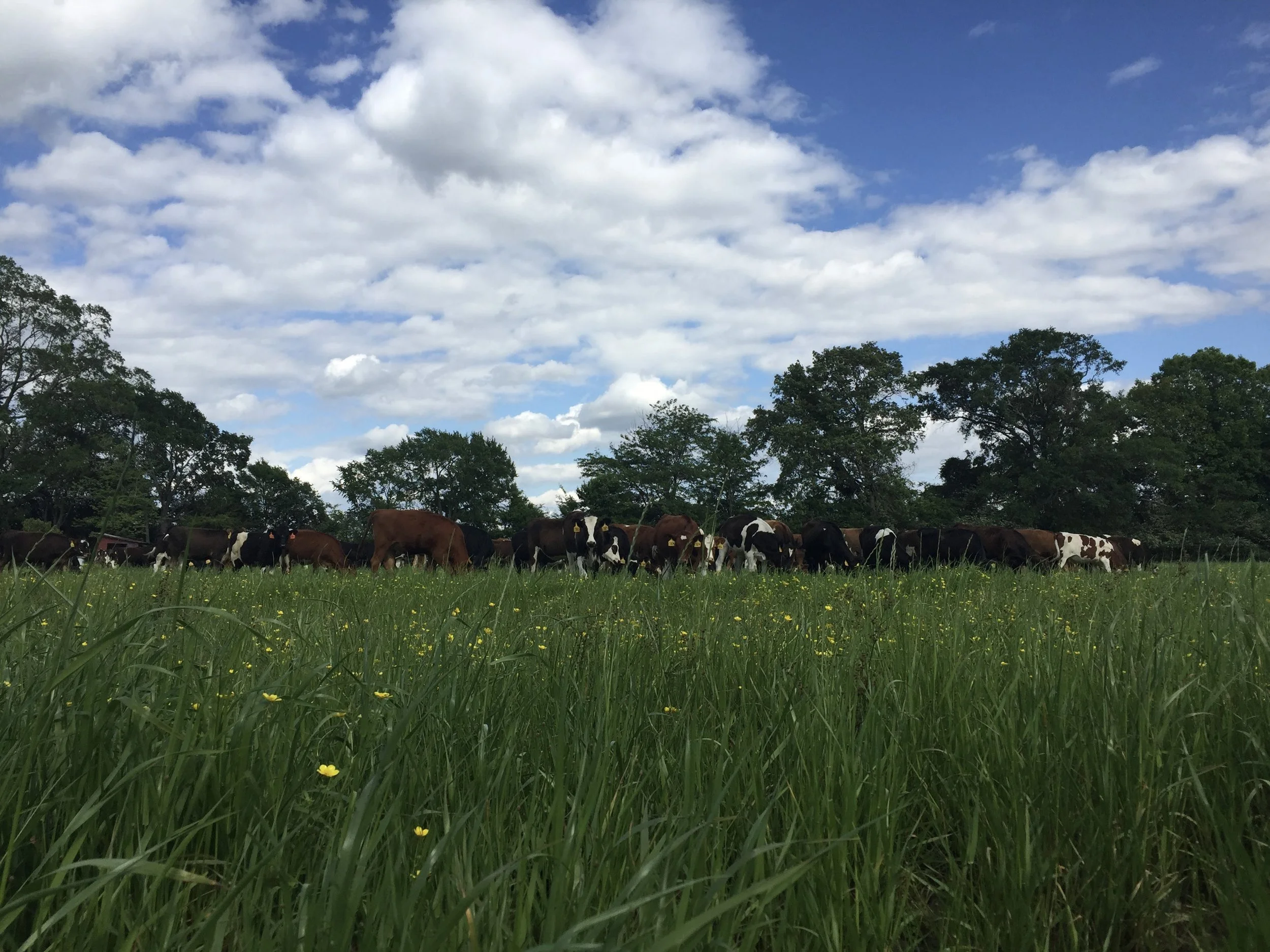 Grazing Chart Library — NatGLC