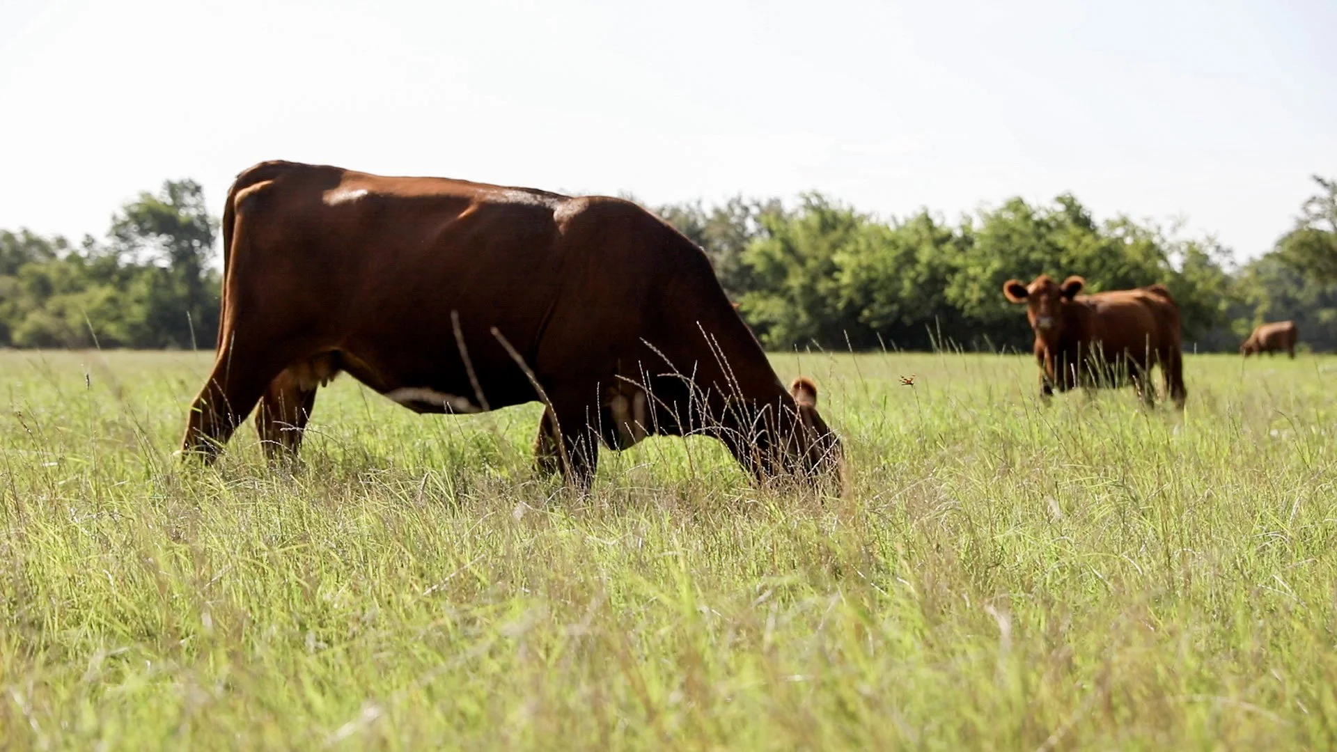 National Grazing Lands Coalition Launches Legacy Landscapes Program in ...