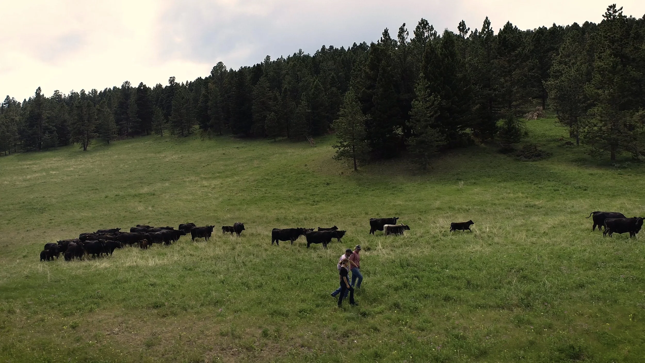 Grazing Chart Library — NatGLC